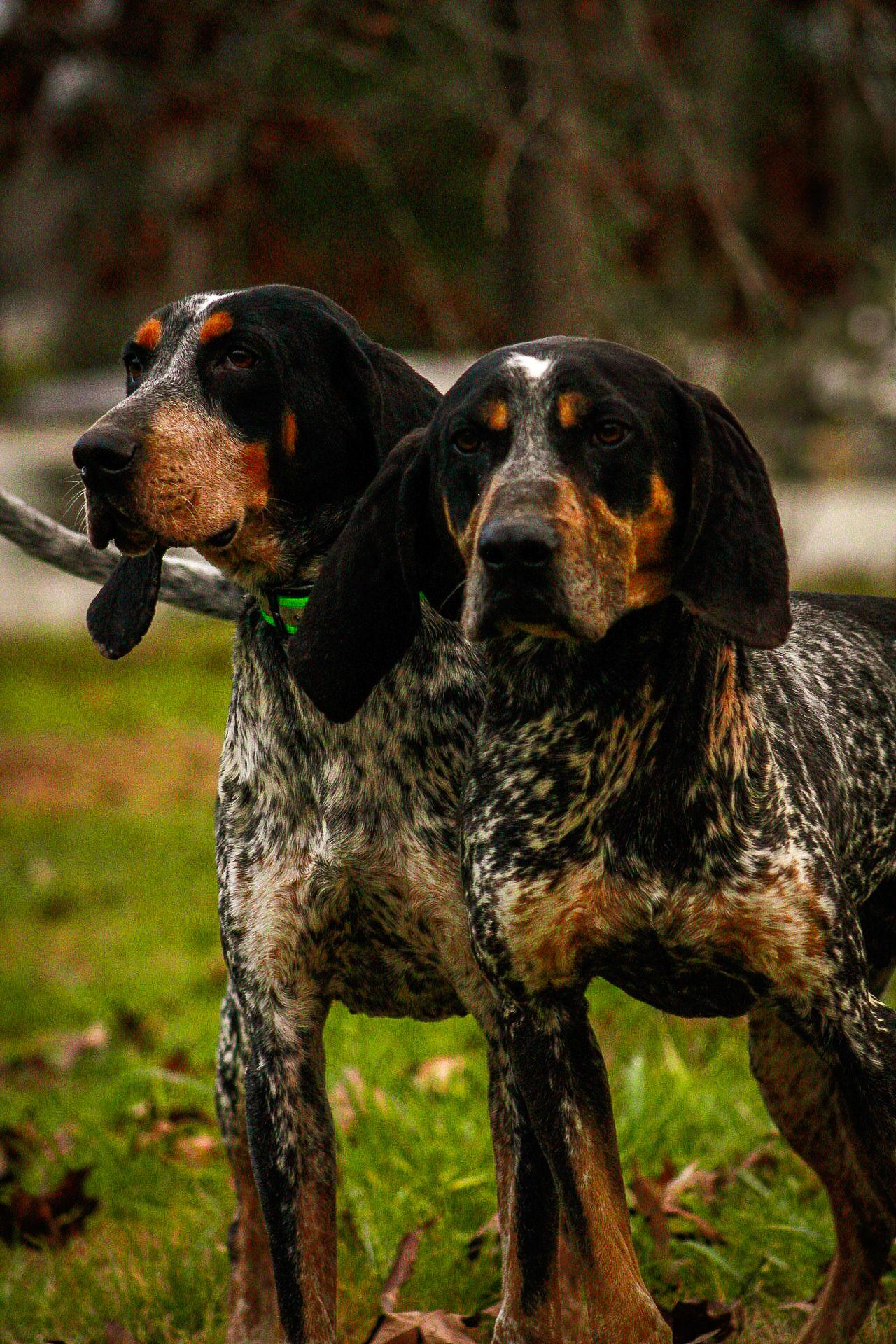 McKenzie's Puppies in Tennessee | Bluetick Coonhound, Poodle or Treeing ...
