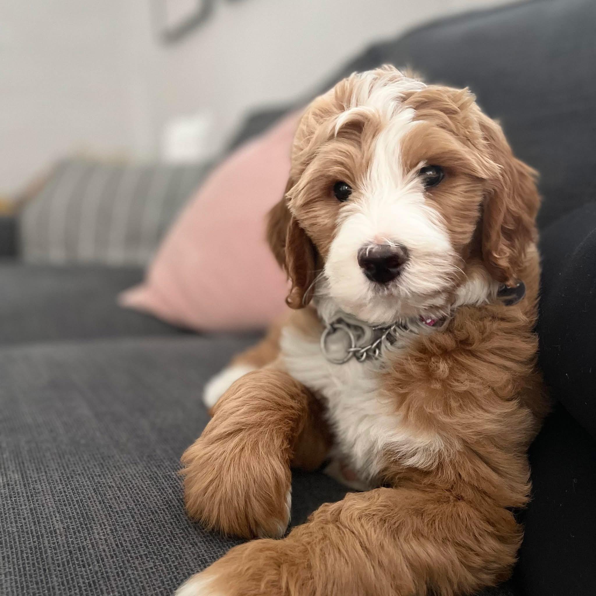 Maple Drive Doodles in Michigan | Bernedoodle and Cavapoo puppies ...