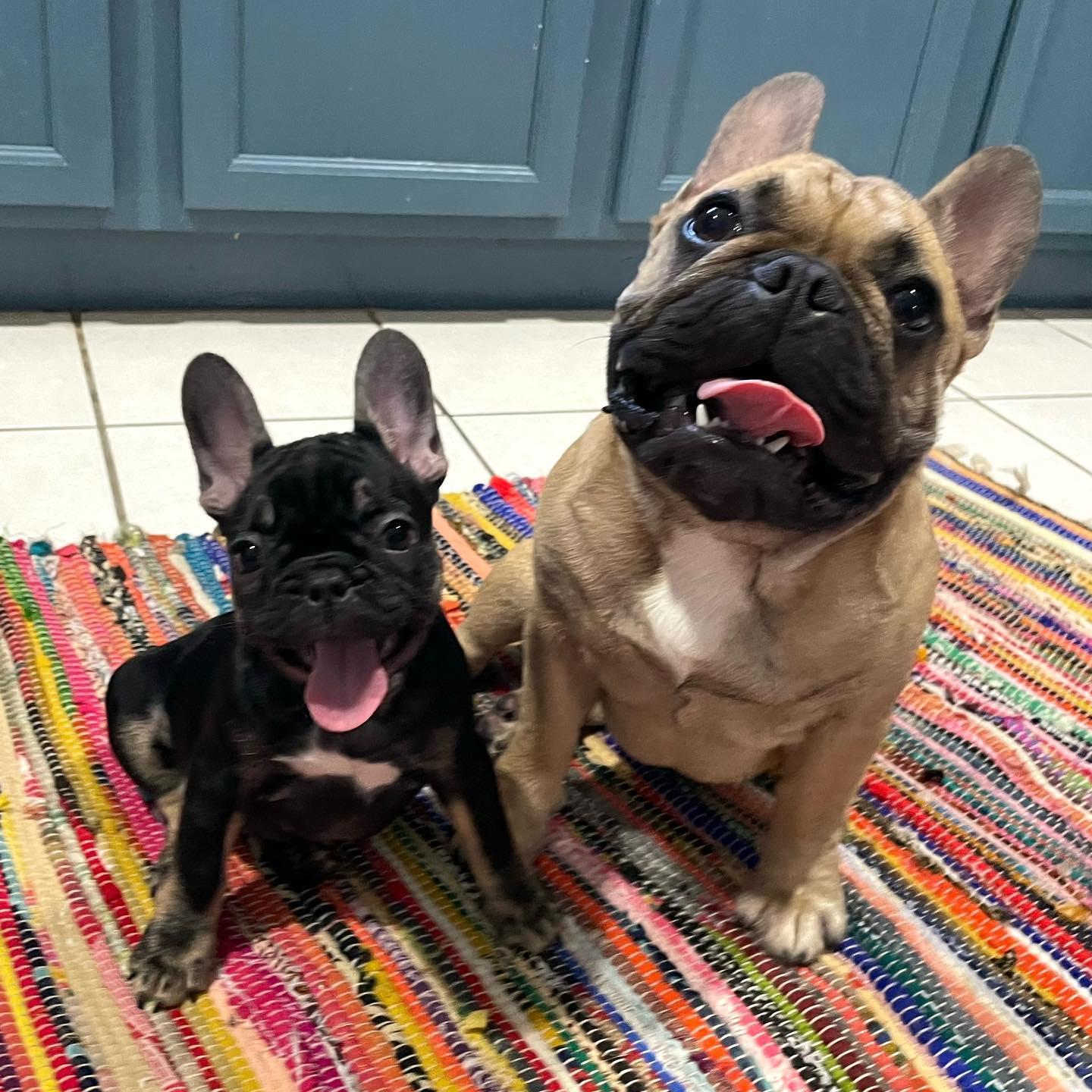 RGV Class Frenchies in Texas | French Bulldog puppies | Good Dog