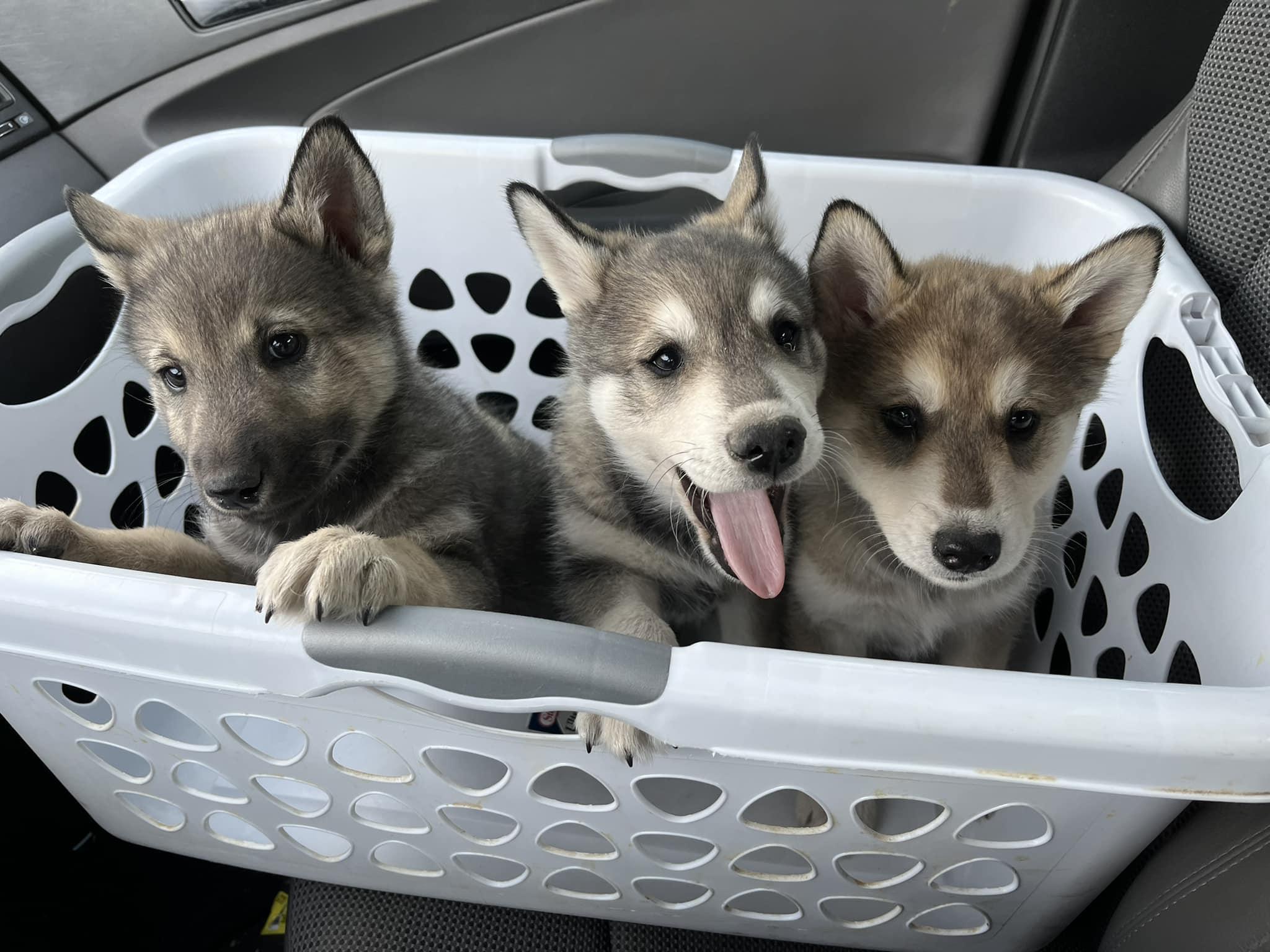 Woller Pups in Colorado | Alaskan Klee Kai puppies | Good Dog