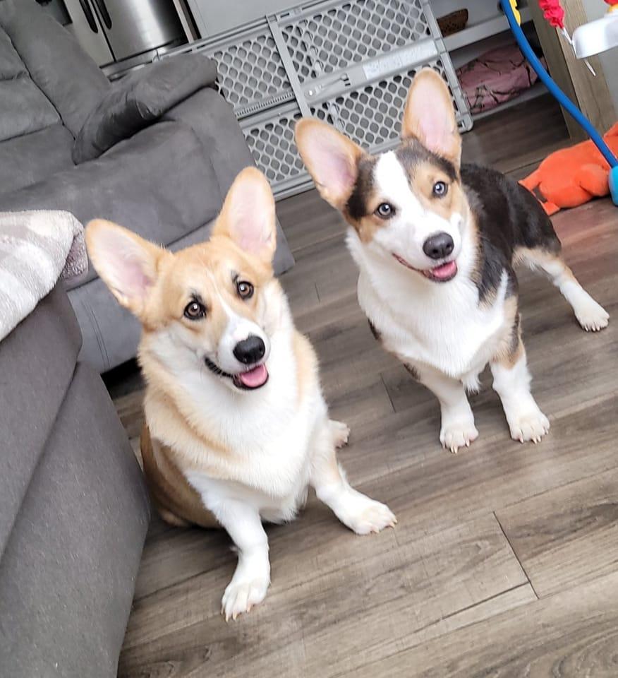 Corgis by the Lake in North Carolina | Pembroke Welsh Corgi puppies ...
