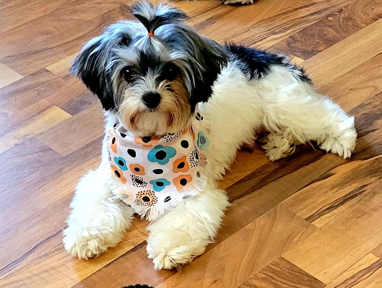 Hidden Gems Parti Yorkies in Indiana | Yorkshire Terrier puppies | Good Dog