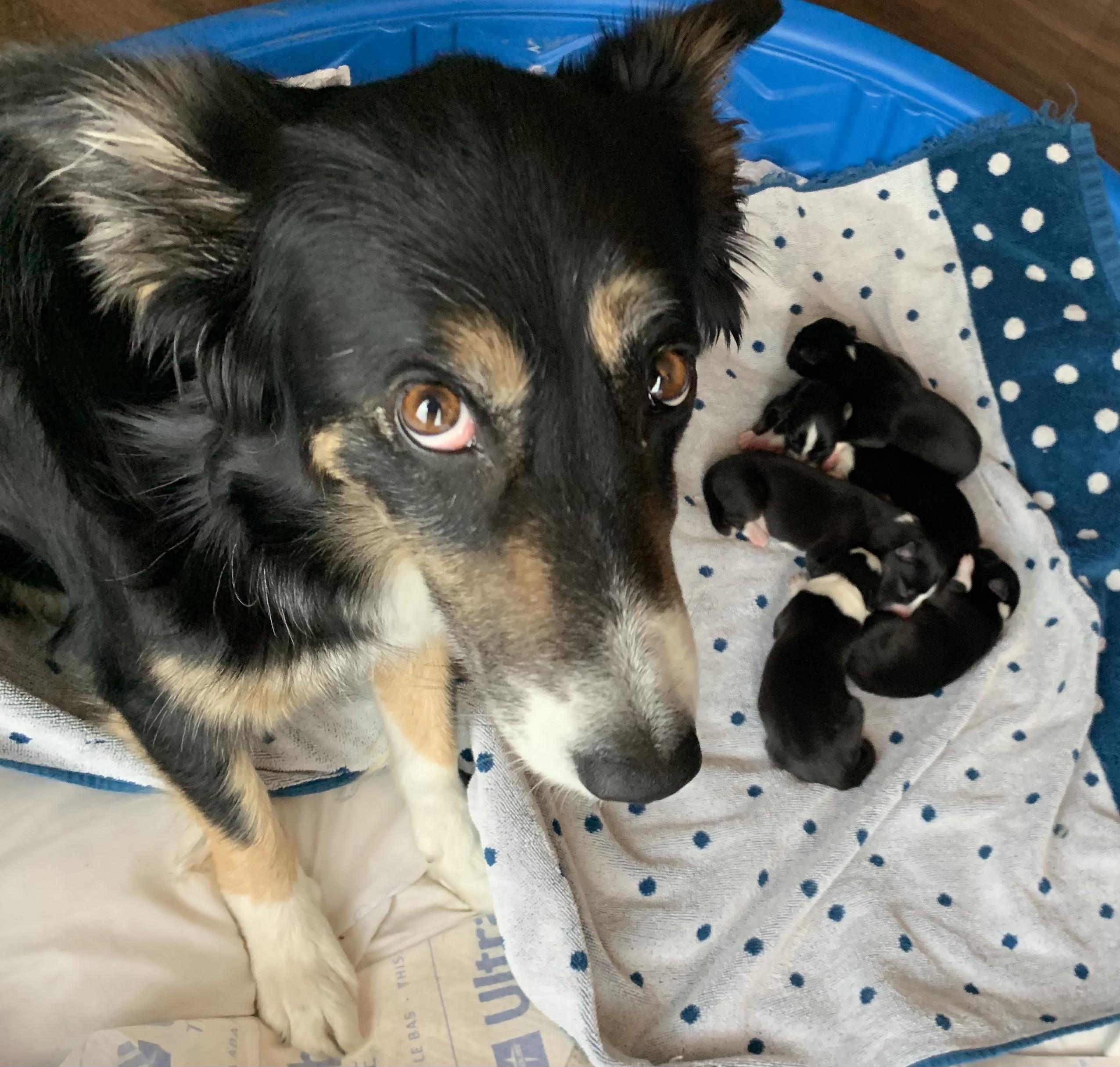 Best Friend Borders in Washington | Border Collie puppies | Good Dog