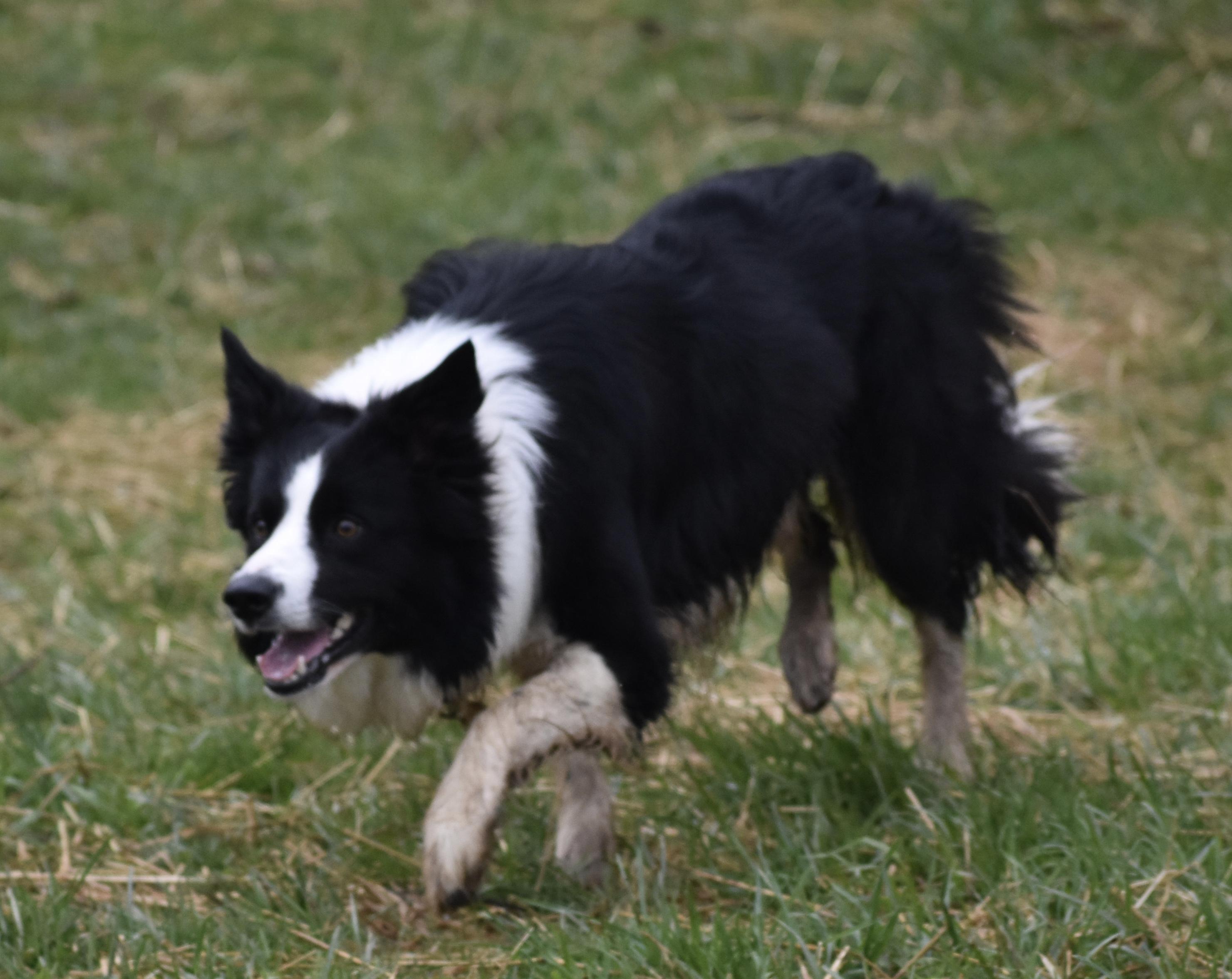 Gulan Hills Border Collies in Ohio | Border Collie puppies | Good Dog