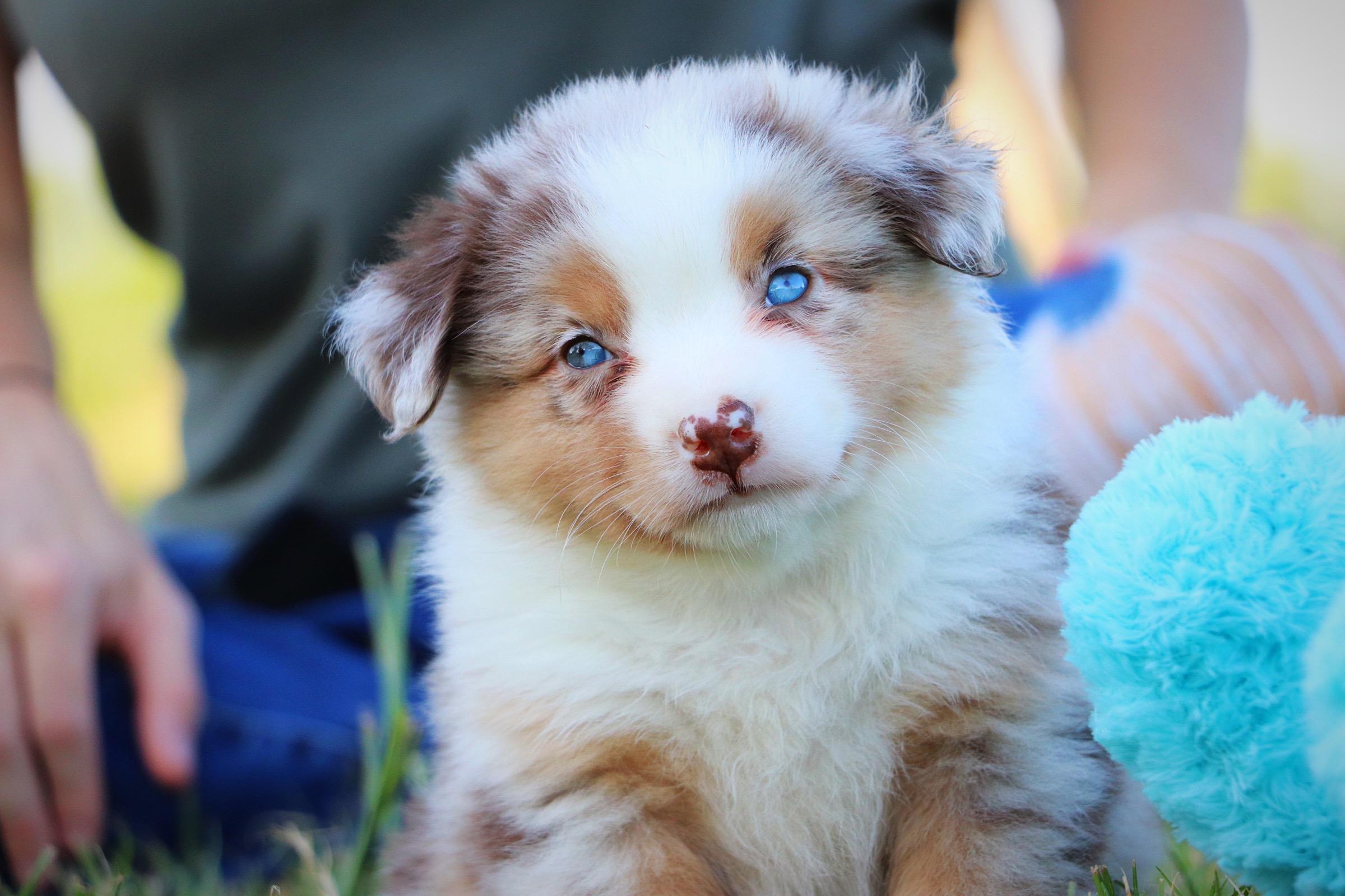 Sassy Lil Aussies and Diamond W Poodles in Texas | Australian Shepherd ...