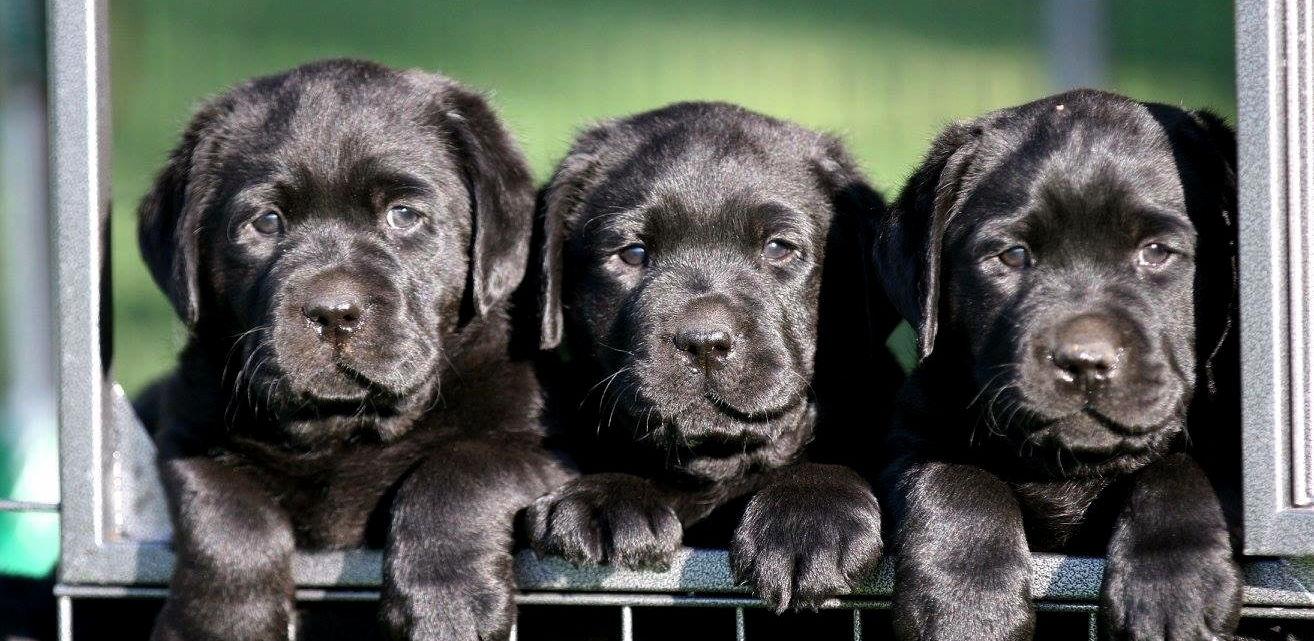 Greenstone Labradors in Texas | Labrador Retriever puppies | Good Dog