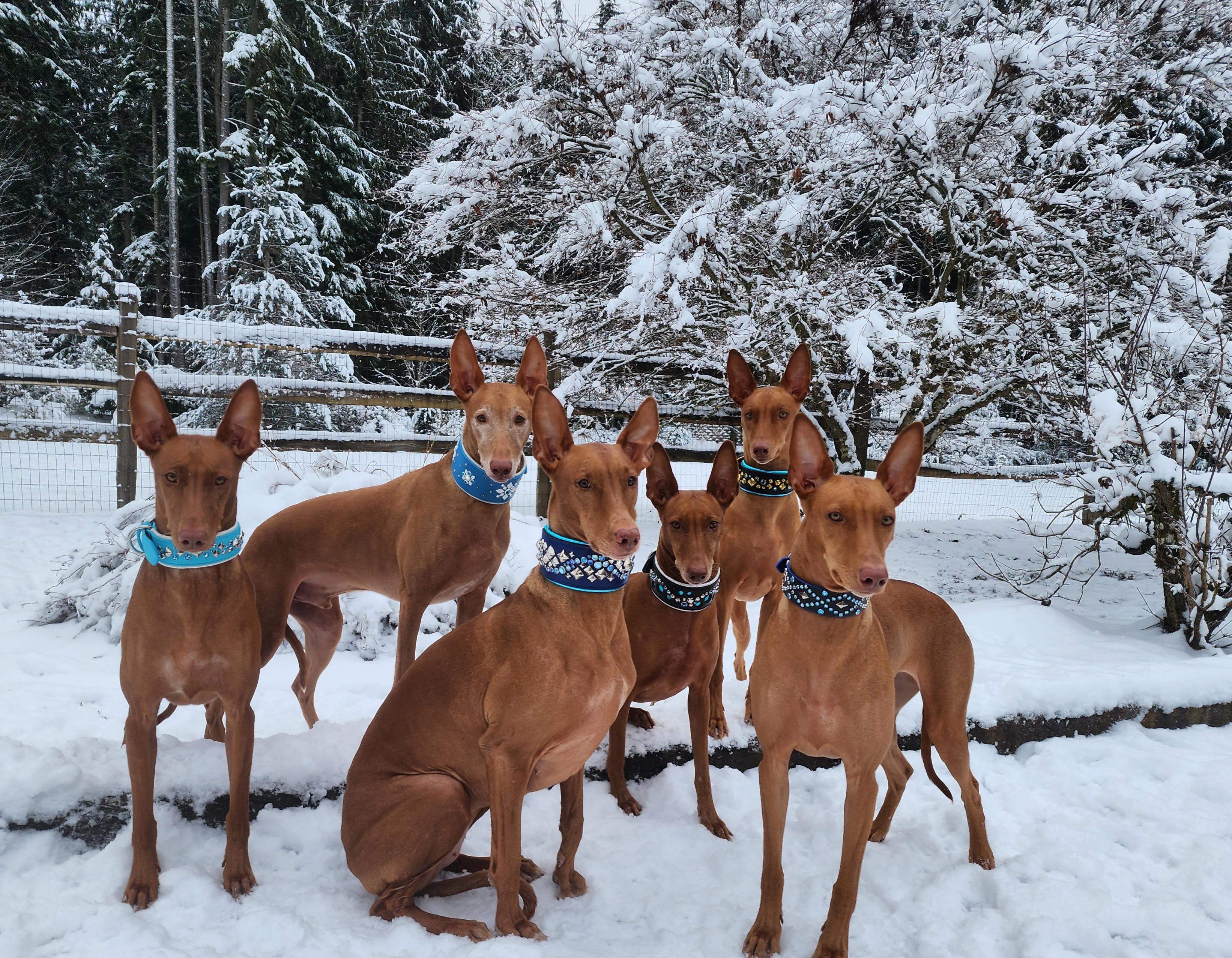 ACE Pharaoh Hounds in Washington | Pharaoh Hound puppies | Good Dog
