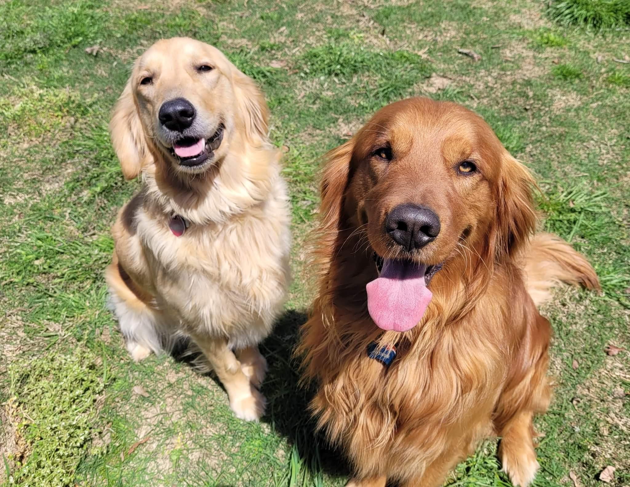 Lakeside Golden Retrievers in Georgia | Golden Retriever puppies | Good Dog