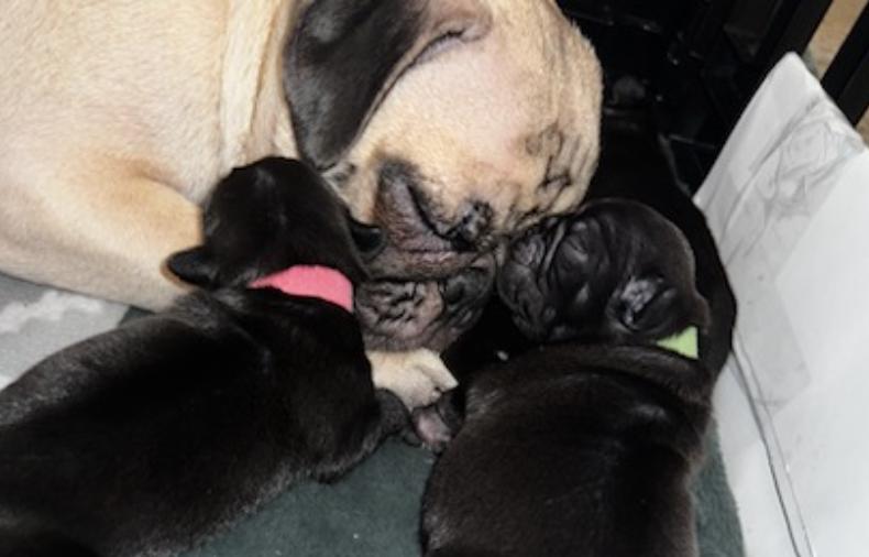 Andrea's Pugs in North Carolina | Pug puppies | Good Dog