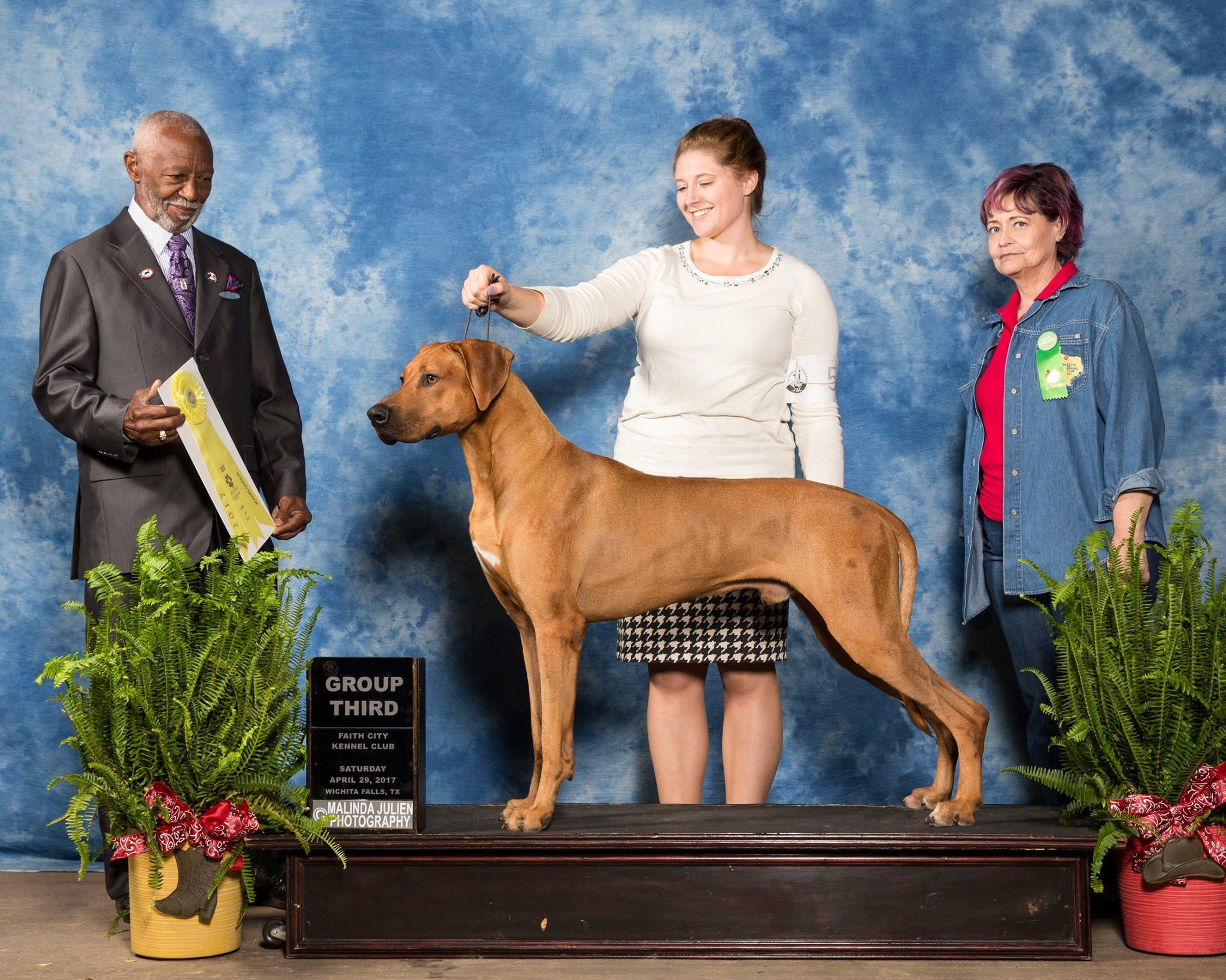 Symetri Ridgebacks in Tennessee | Rhodesian Ridgeback puppies | Good Dog