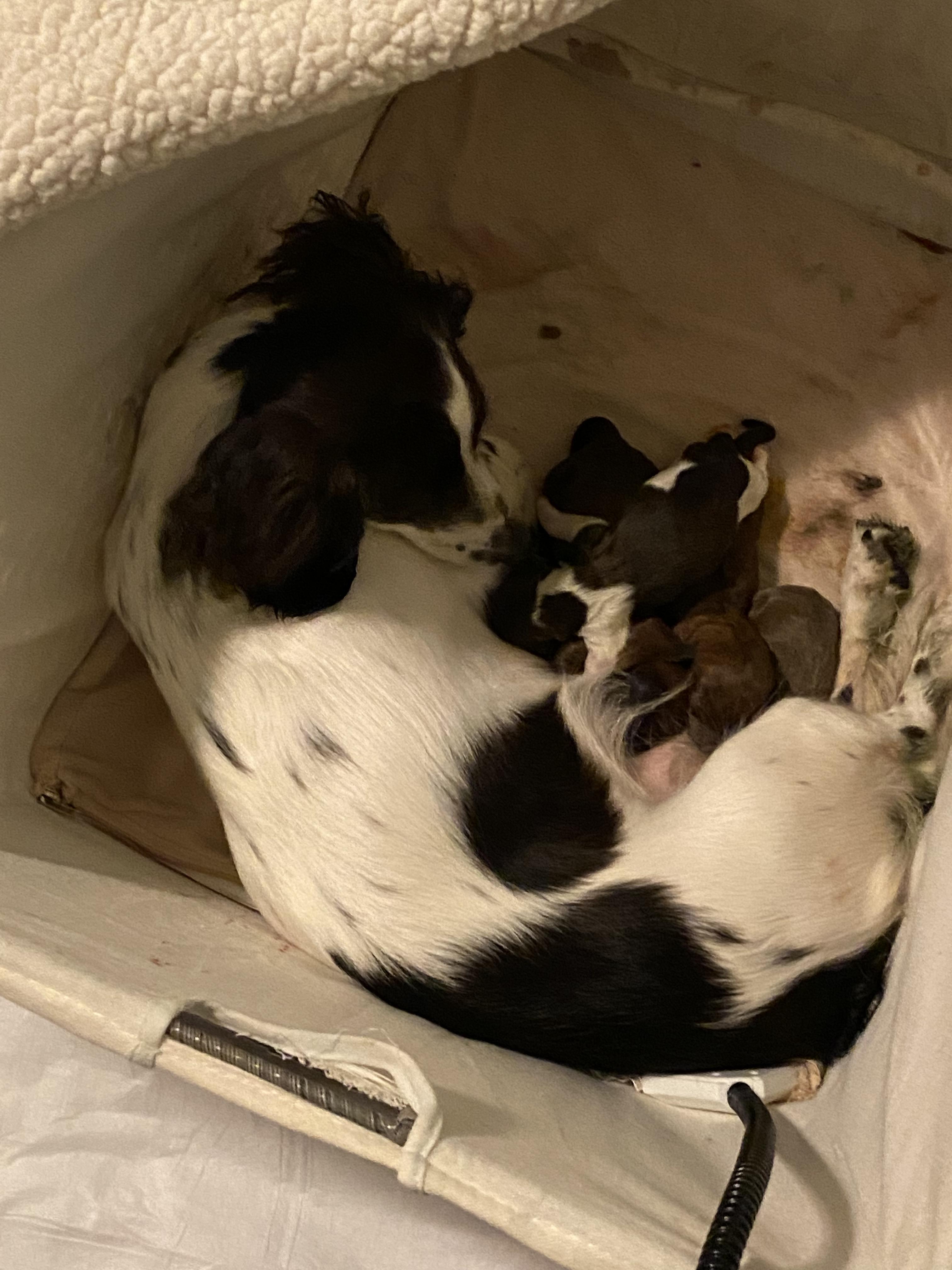 Bella’s Puppies in Missouri | Dachshund puppies | Good Dog