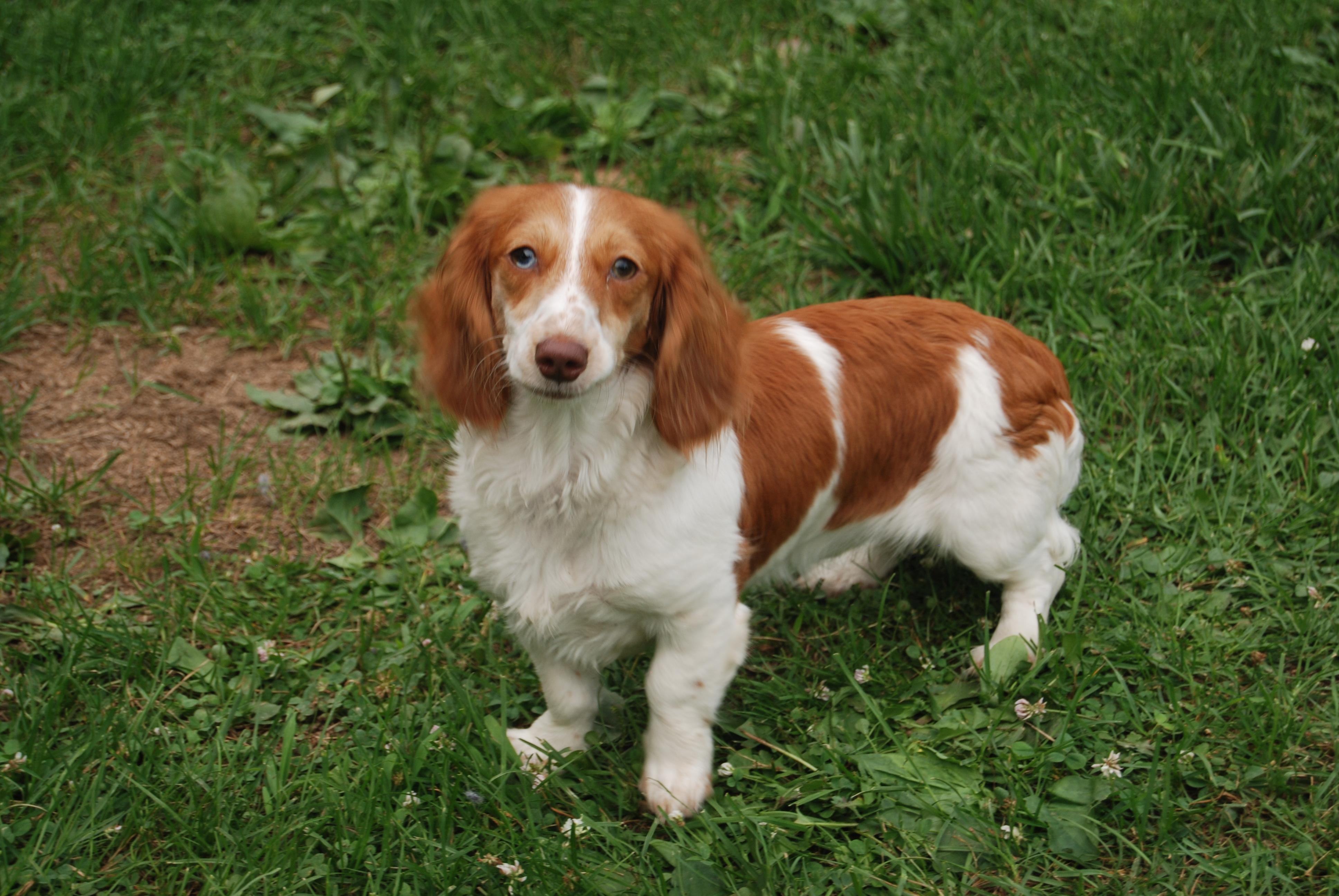 Indian Creek Springers and Doxies in Pennsylvania | Dachshund and ...
