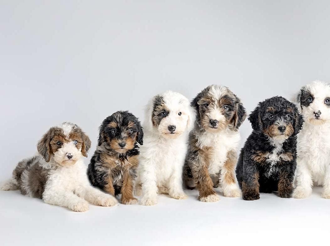 RockaDoodles in Georgia | Bernedoodle and Cavapoo puppies | Good Dog