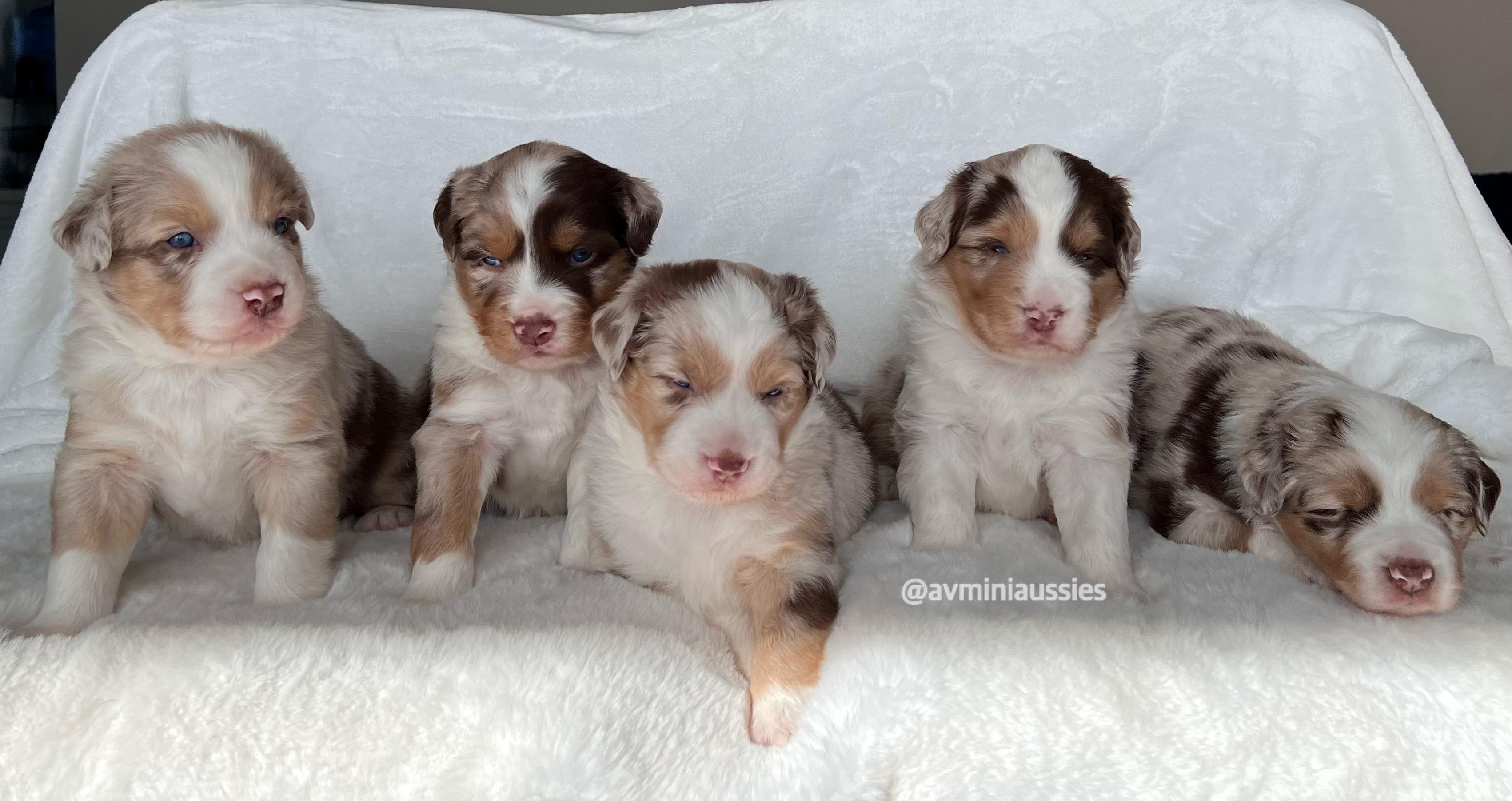 AV Mini Aussies in Michigan | Miniature Australian Shepherd puppies ...