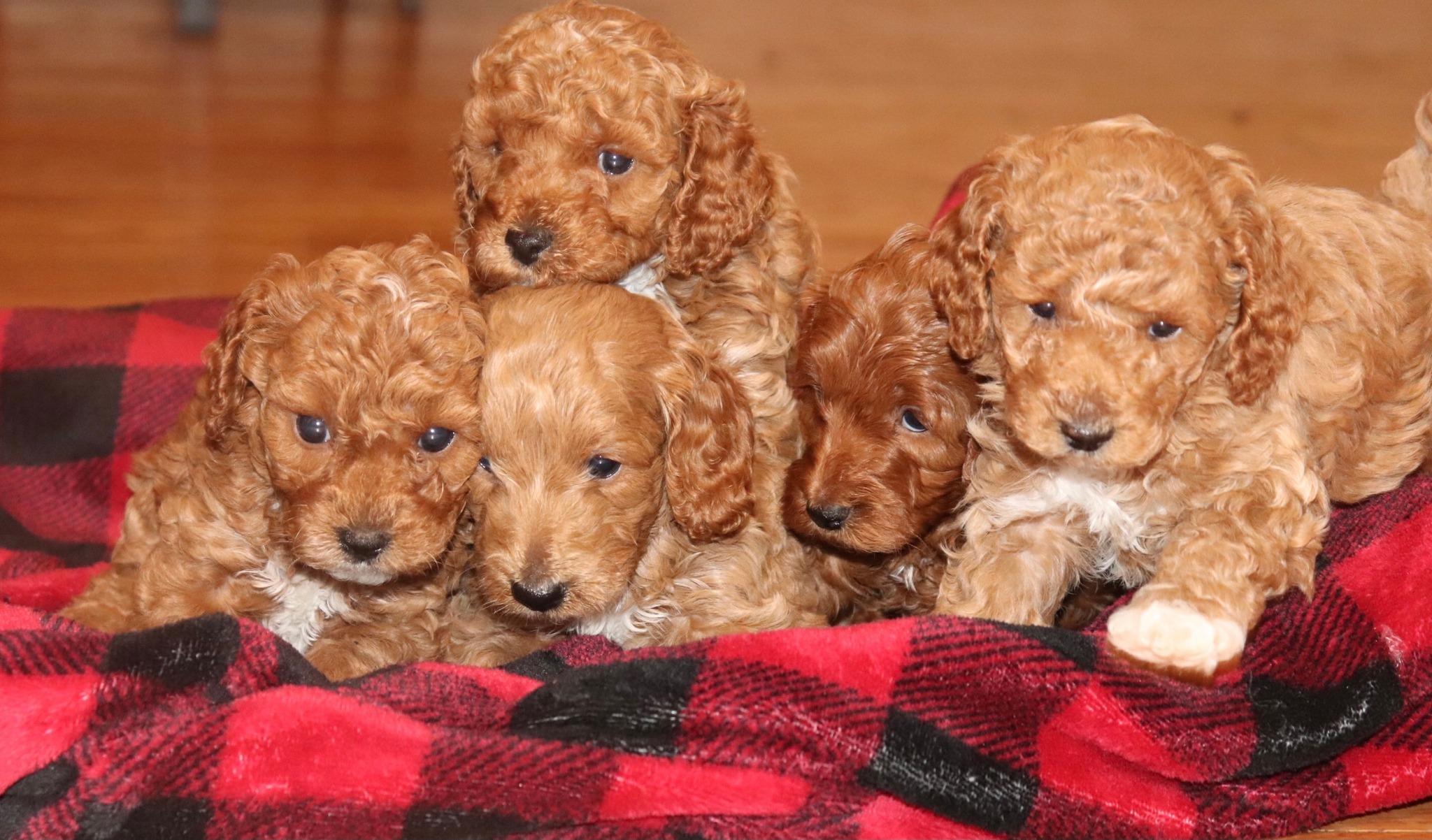 Paws of Abundance in Pennsylvania | Cockapoo puppies | Good Dog