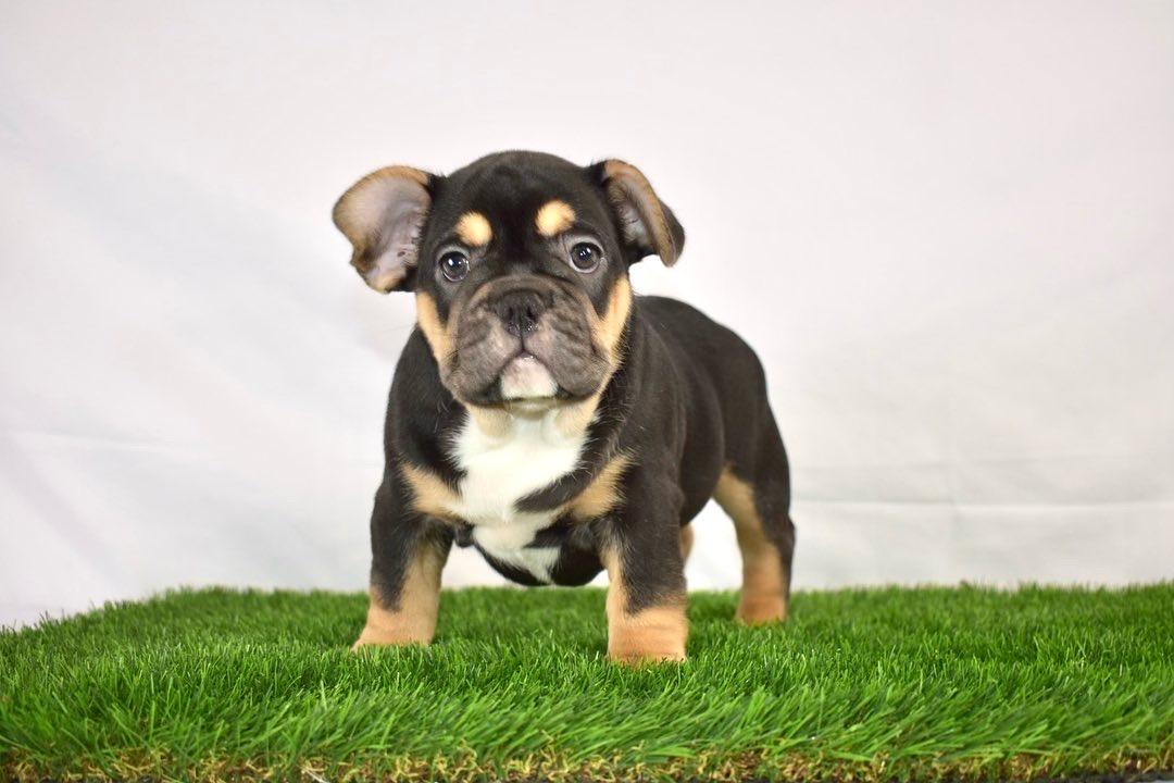 Smush Face Kennel Club in Florida | French Bulldog puppies | Good Dog