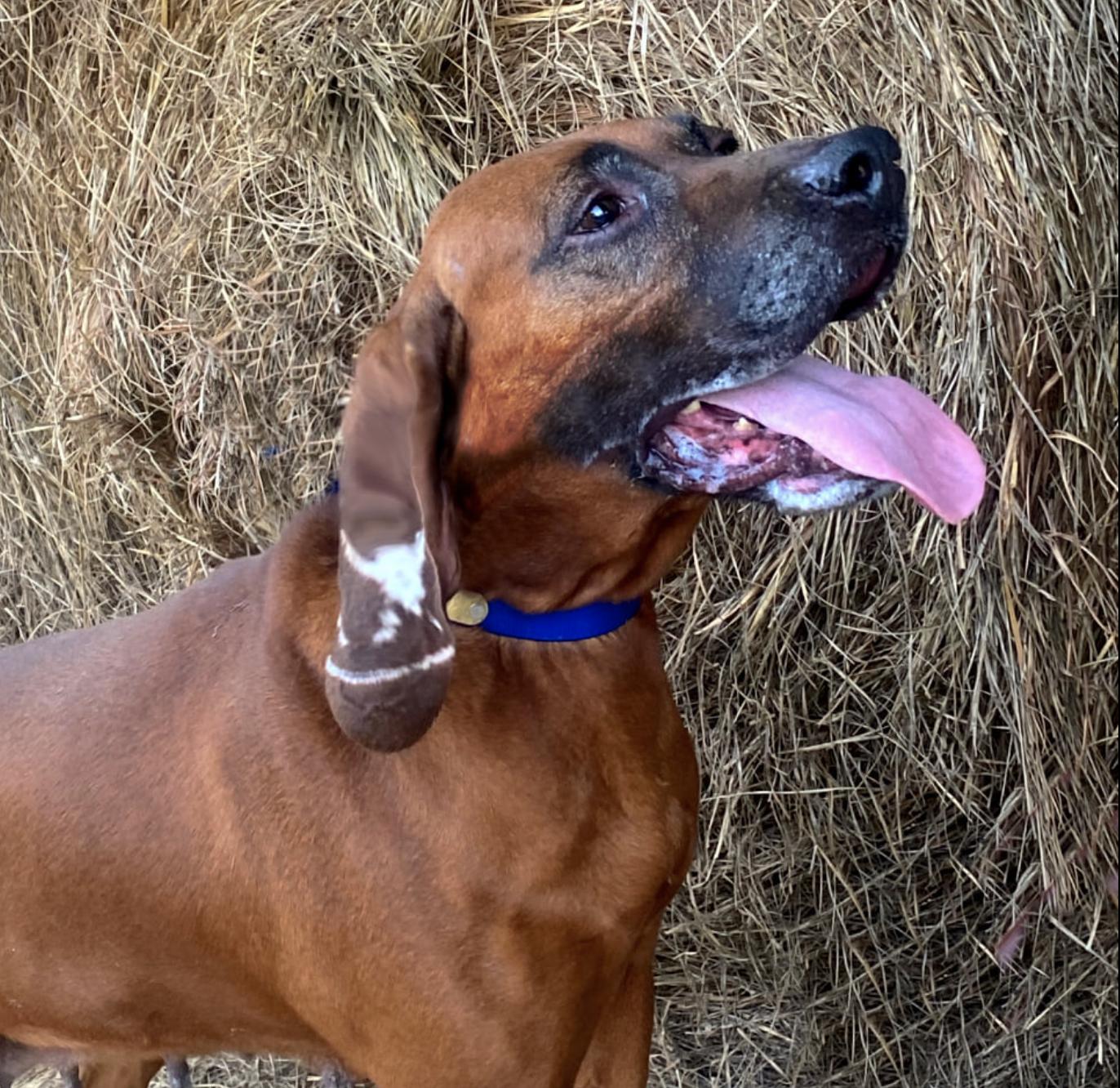 Wetapo Creek Kennel in Alabama | American English Coonhound, Bluetick ...