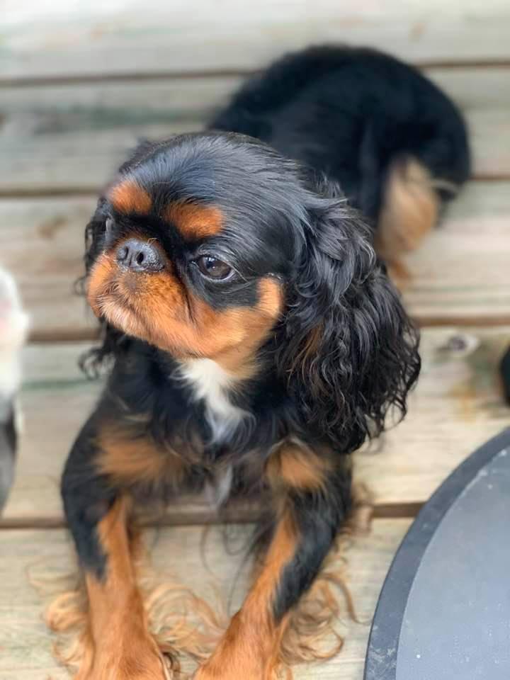 Debb's English Toy Spaniels in Iowa | English Toy Spaniel puppies ...