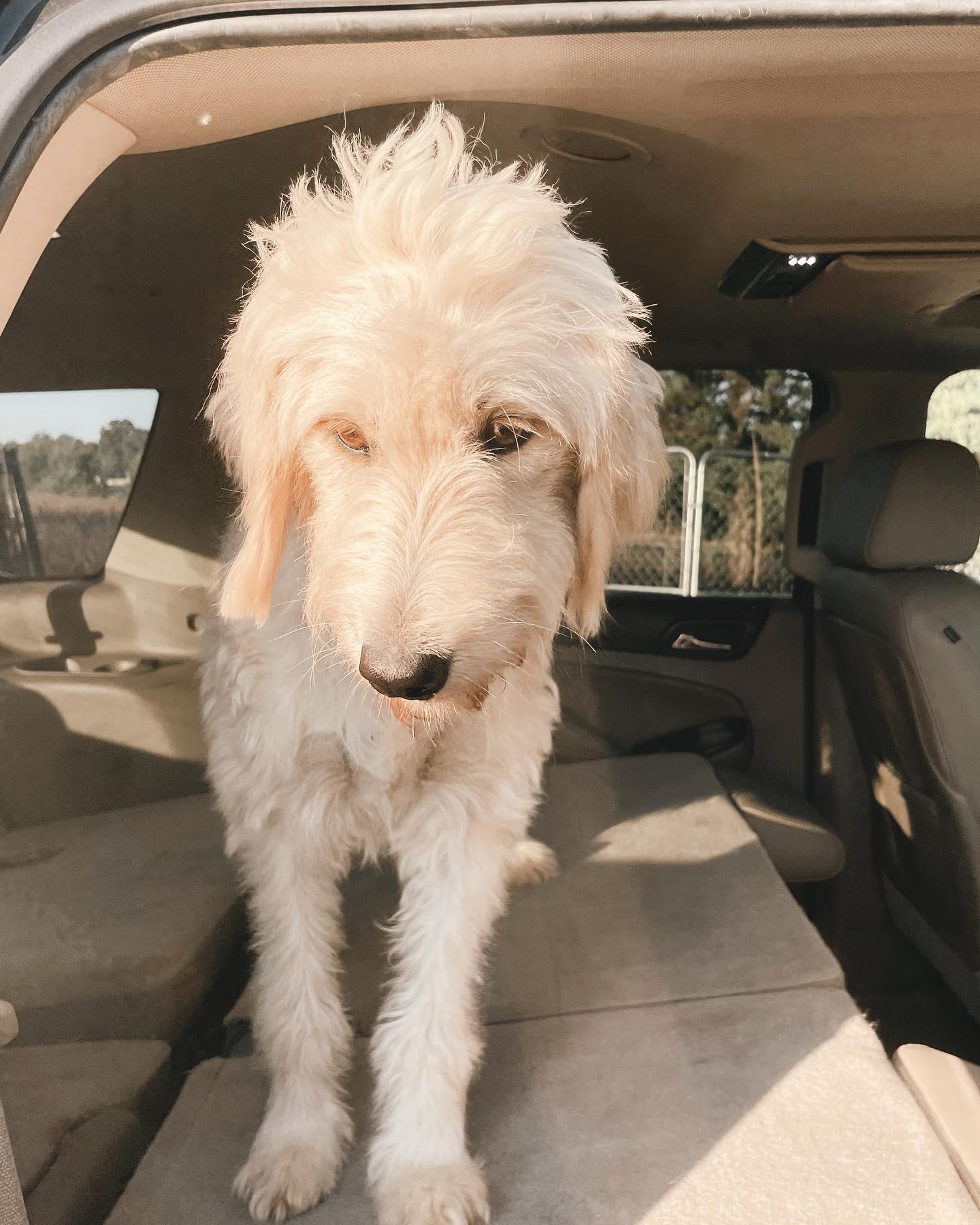 Southern Tide Poodles & Doodles in Alabama | Goldendoodle and Poodle ...