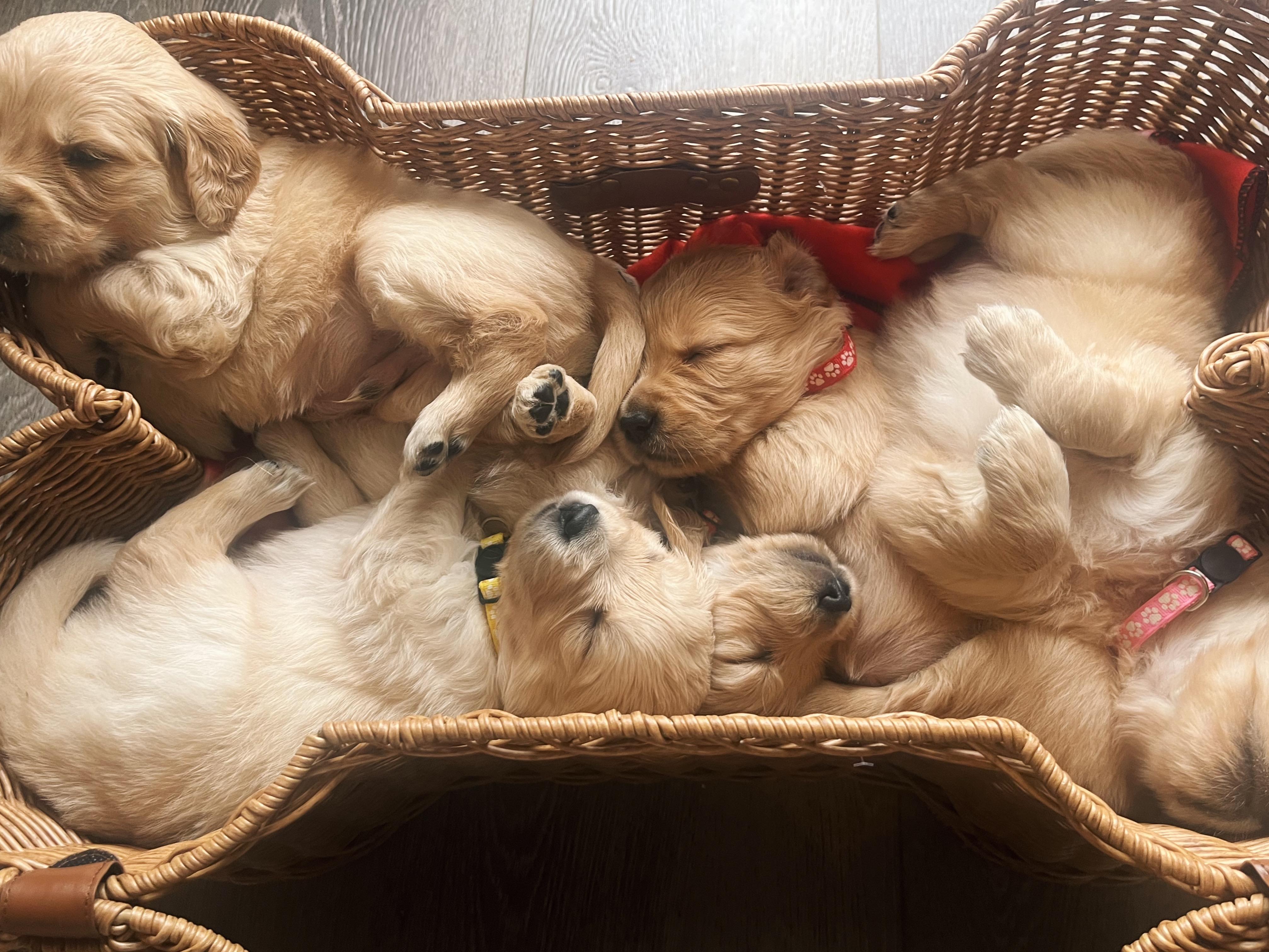 Holly Pangrcic in Michigan | Golden Retriever puppies | Good Dog
