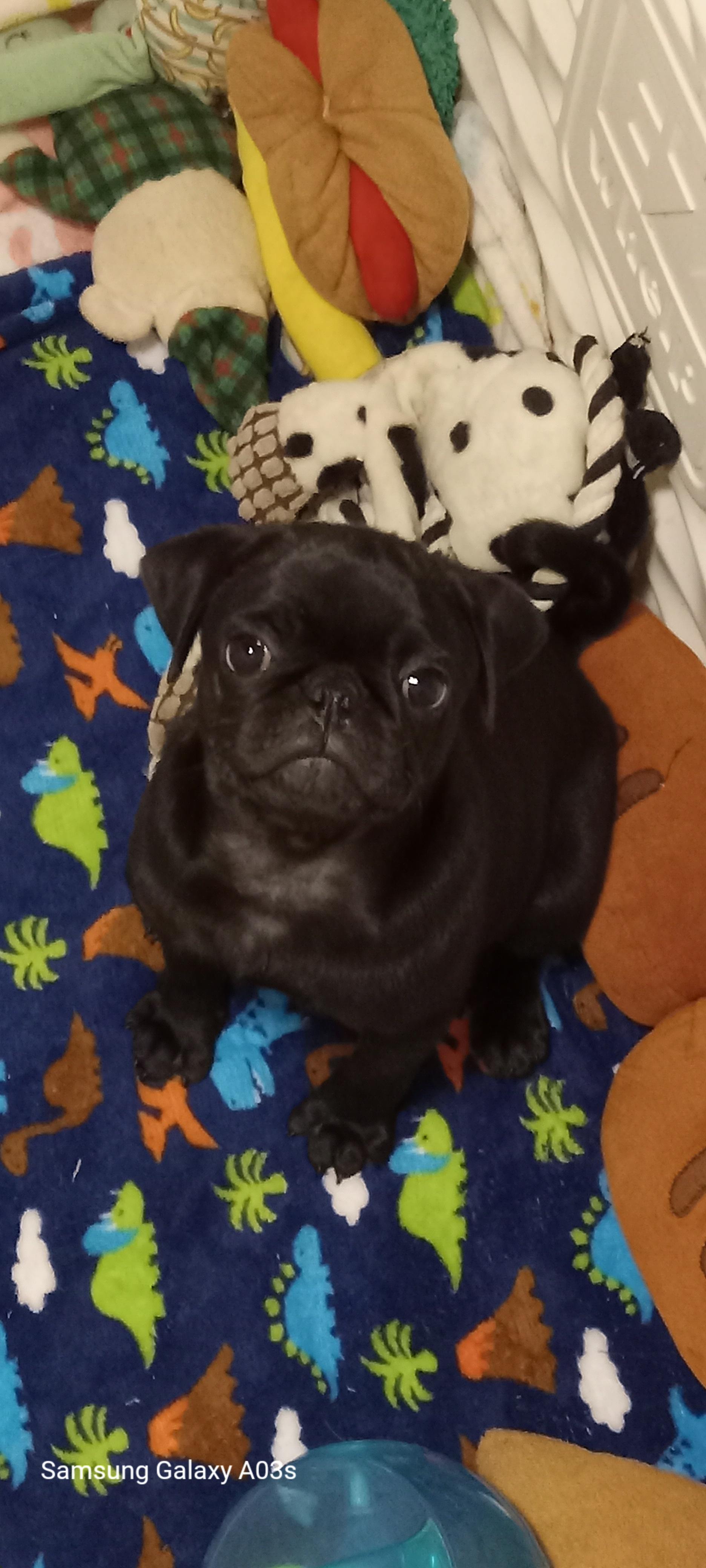 khshibas-khpugs in New Mexico | Pug and Shiba Inu puppies | Good Dog