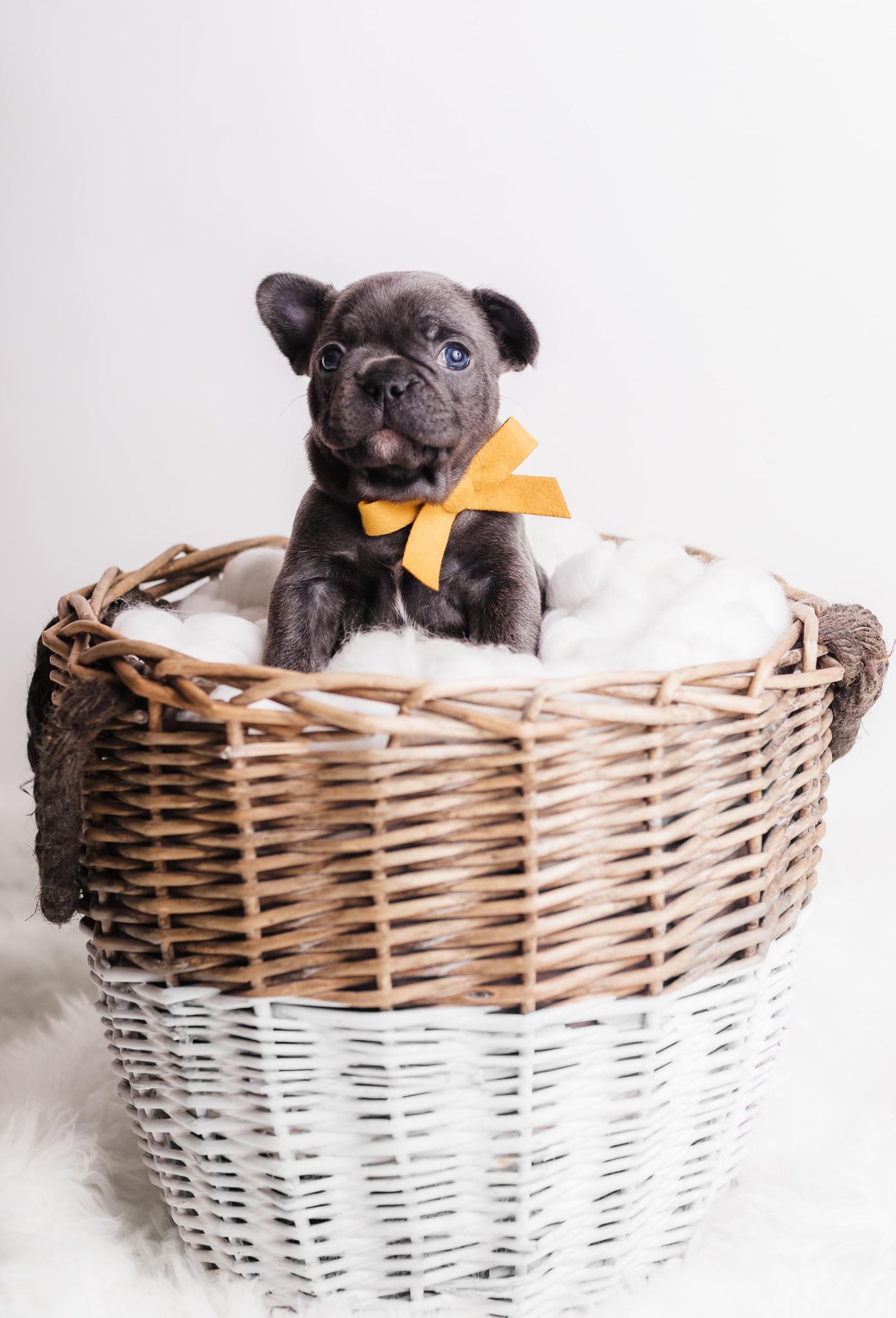 Hi-Line Frenchies in Montana | French Bulldog puppies | Good Dog