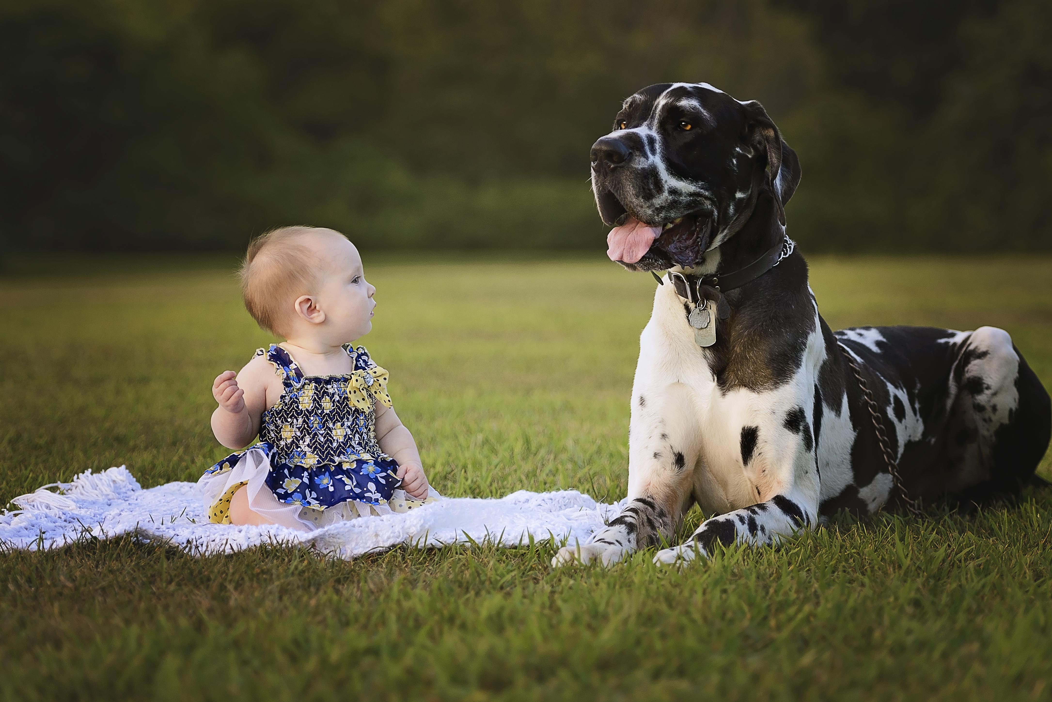 Alchemy Danes in New York | Great Dane puppies | Good Dog
