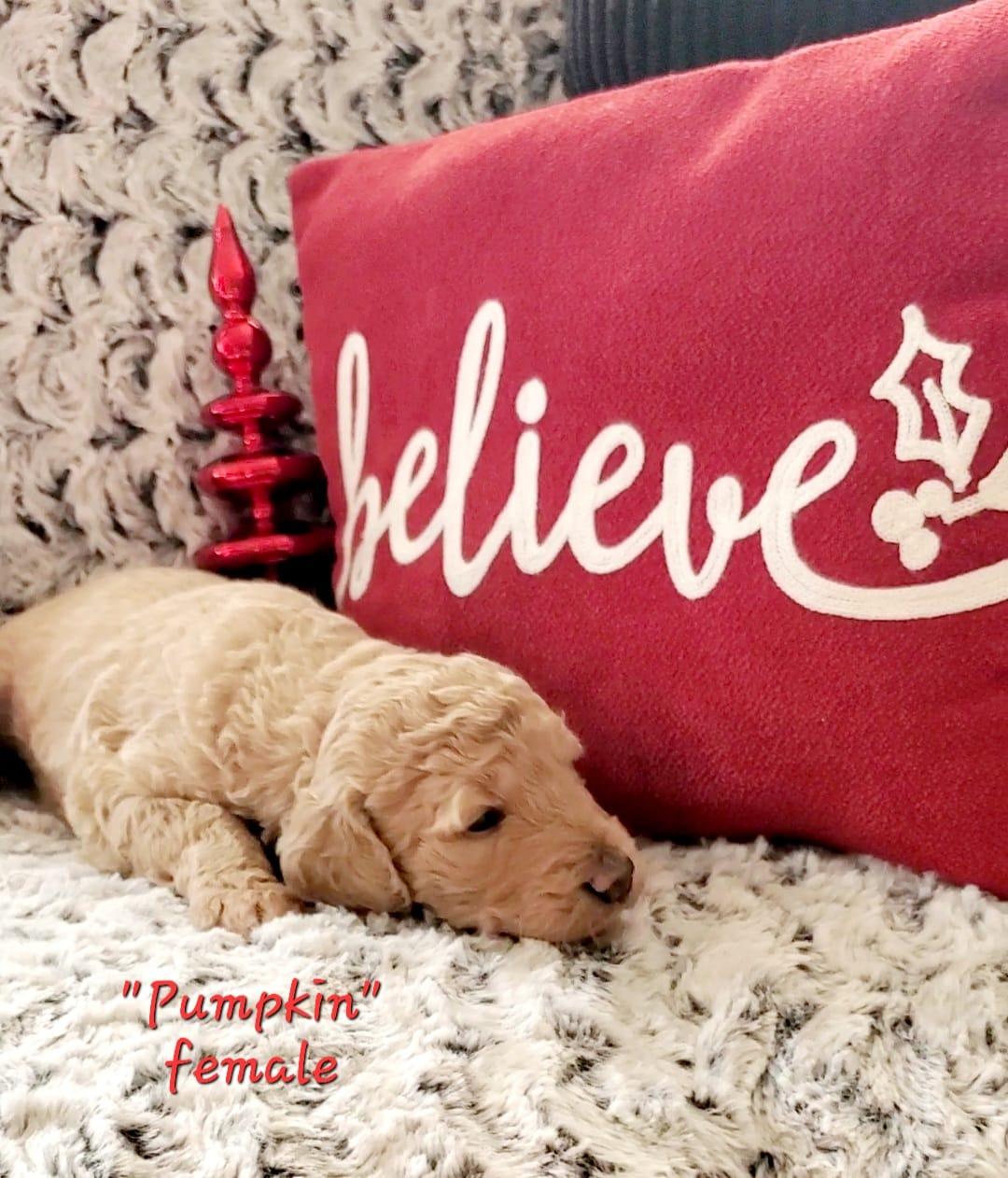 Nonny's Doodles in Indiana | Goldendoodle puppies | Good Dog