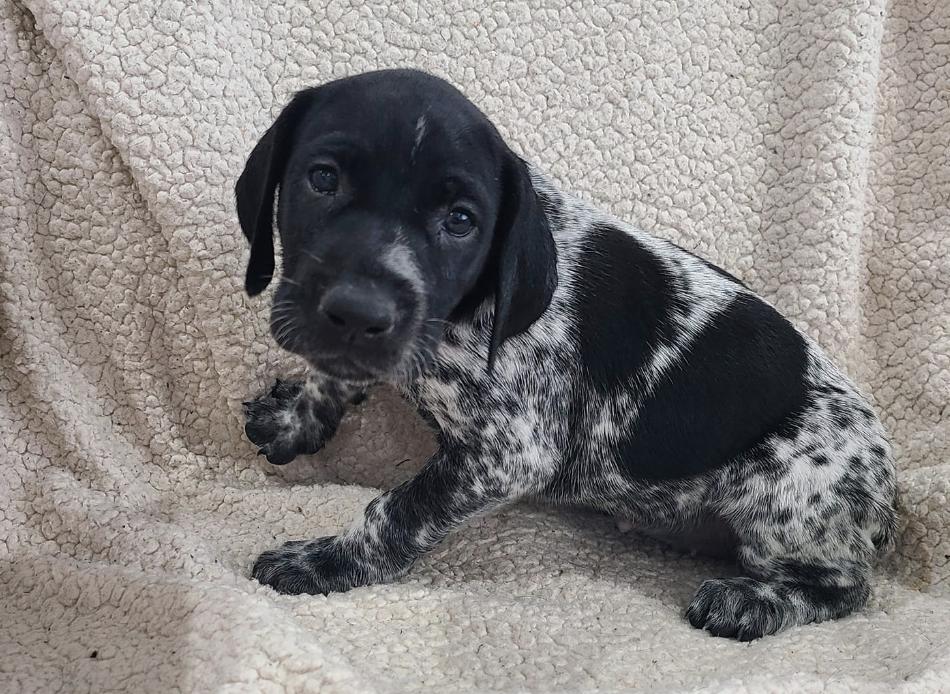 Heart Mountain Cavaliers & Floating Feathers Kennel in Idaho | Cavalier ...