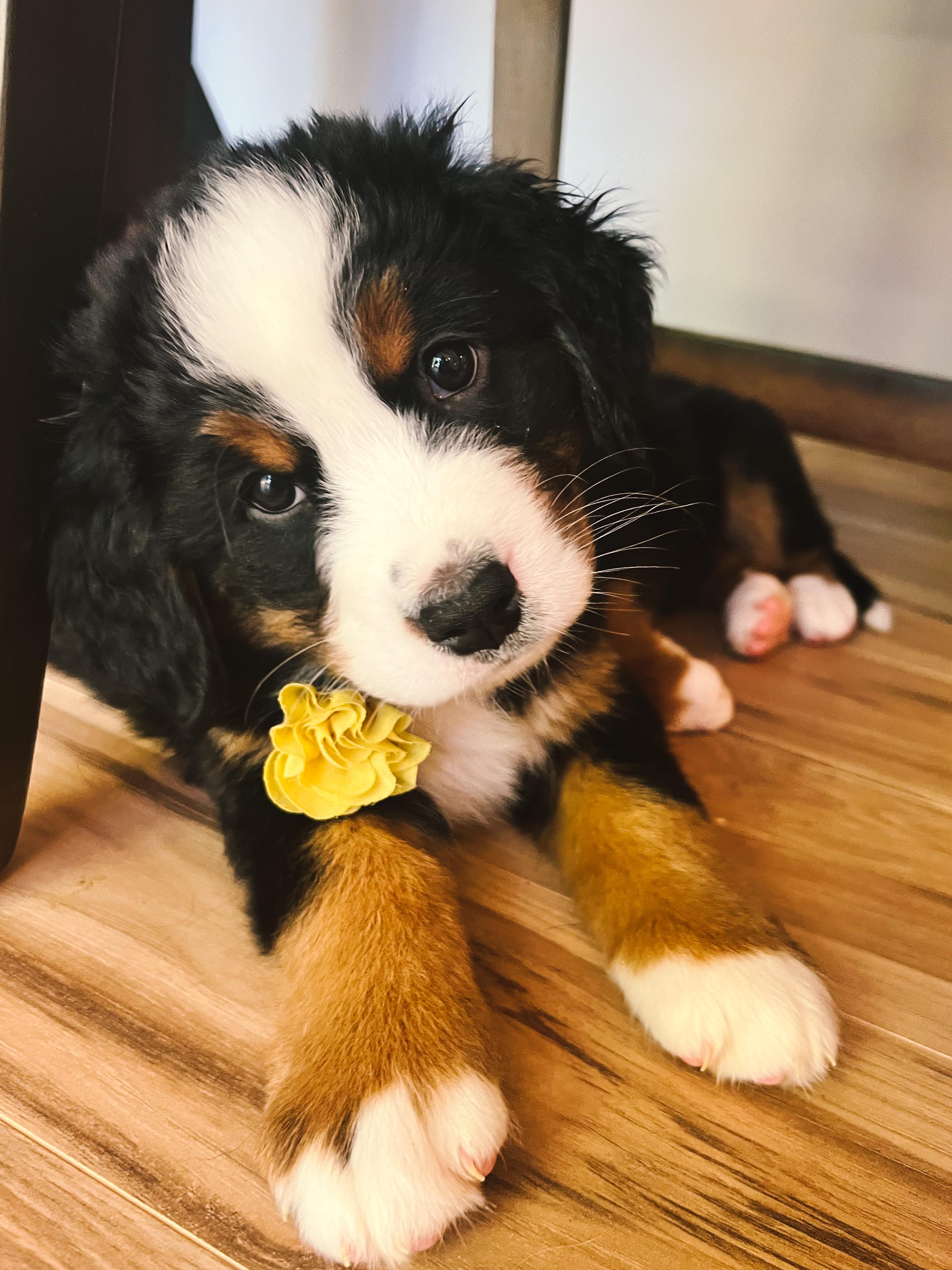 Berner Bud Farm in Michigan | Bernese Mountain Dog puppies | Good Dog