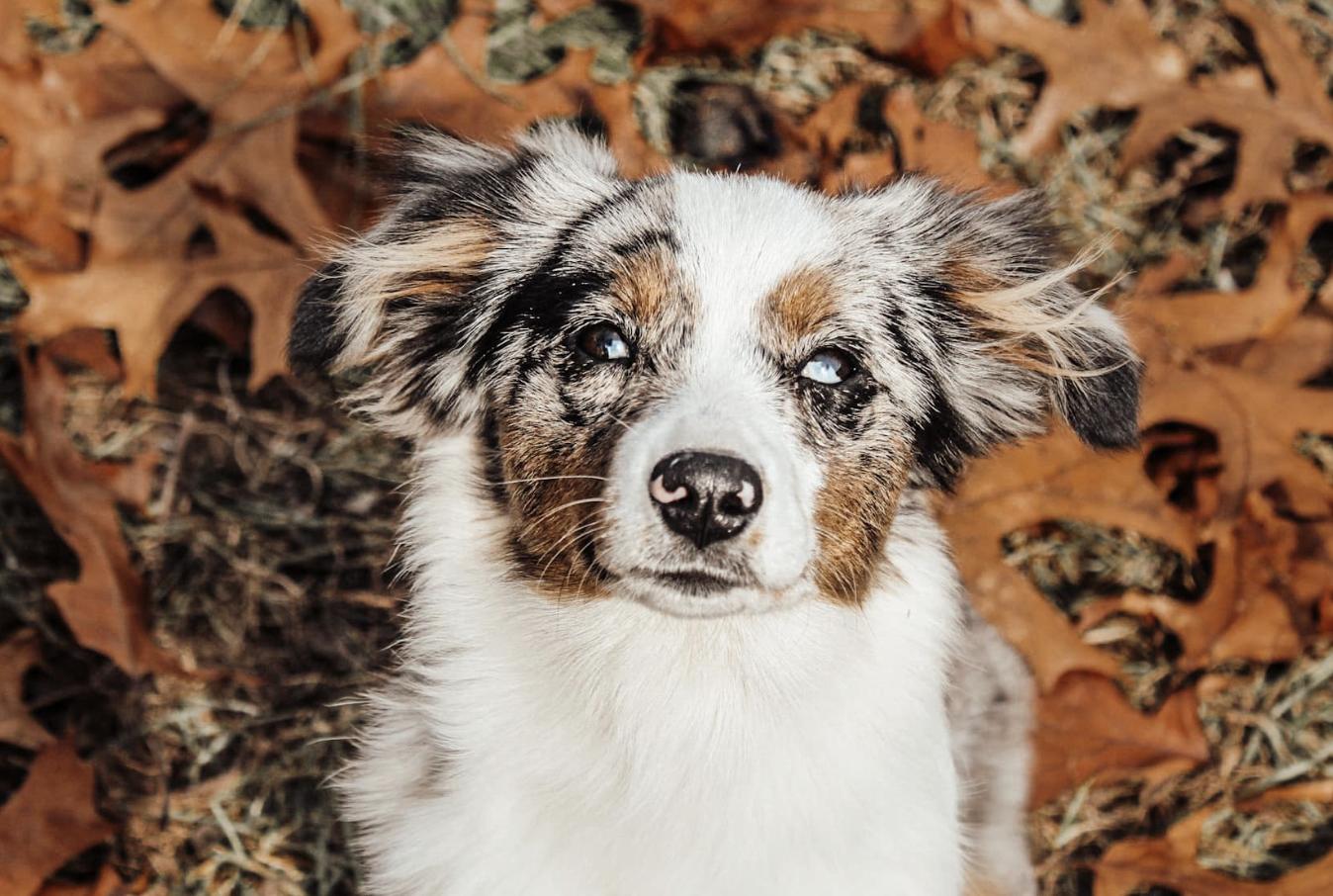 Blue Mountain Puppies in Pennsylvania | Golden Retriever and Miniature ...