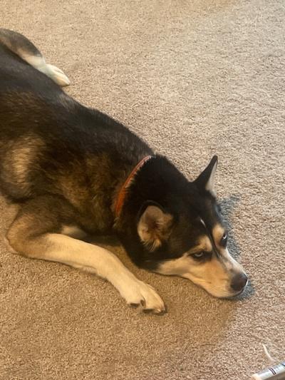 Huskies Heaven in Utah | Siberian Husky puppies | Good Dog