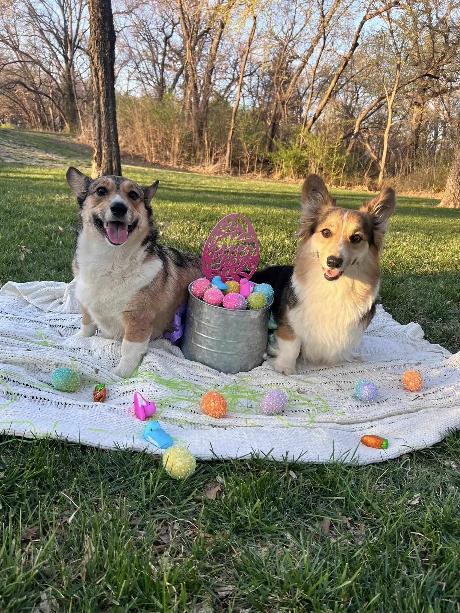 Sarah’s Mystic Kennels in Kansas | Pembroke Welsh Corgi puppies | Good Dog
