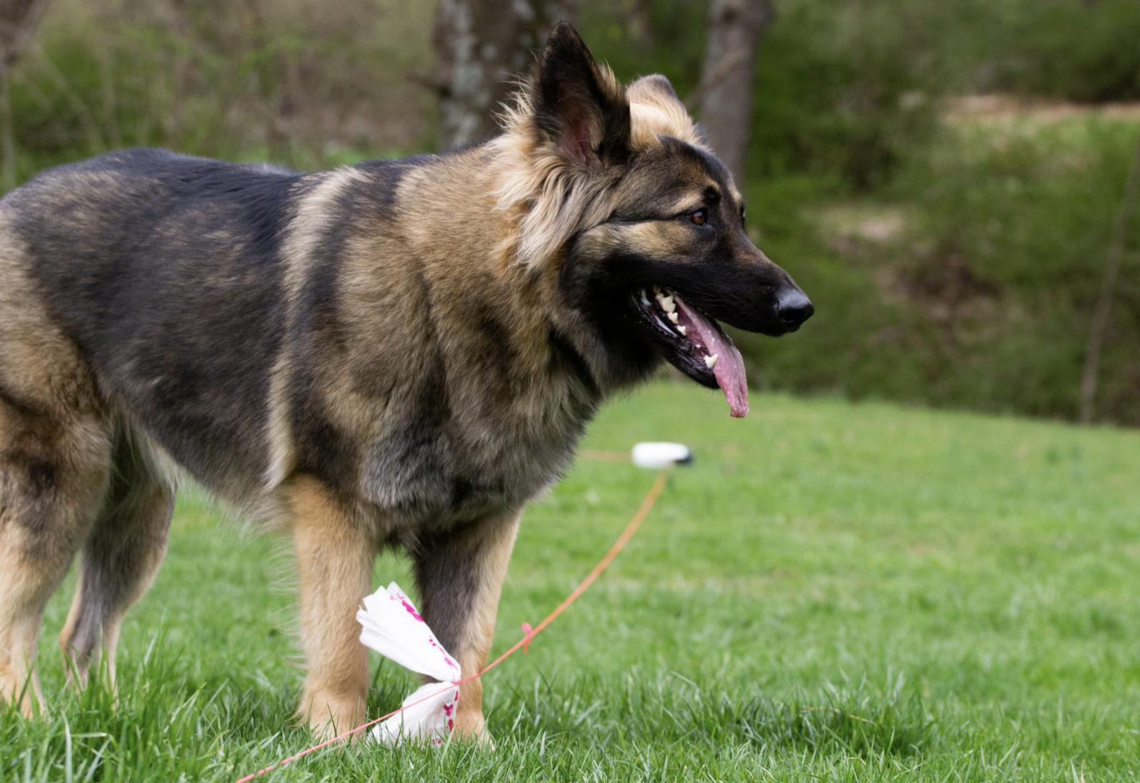 NewMoon Shiloh Shepherds in Pennsylvania | Shiloh Shepherd puppies ...