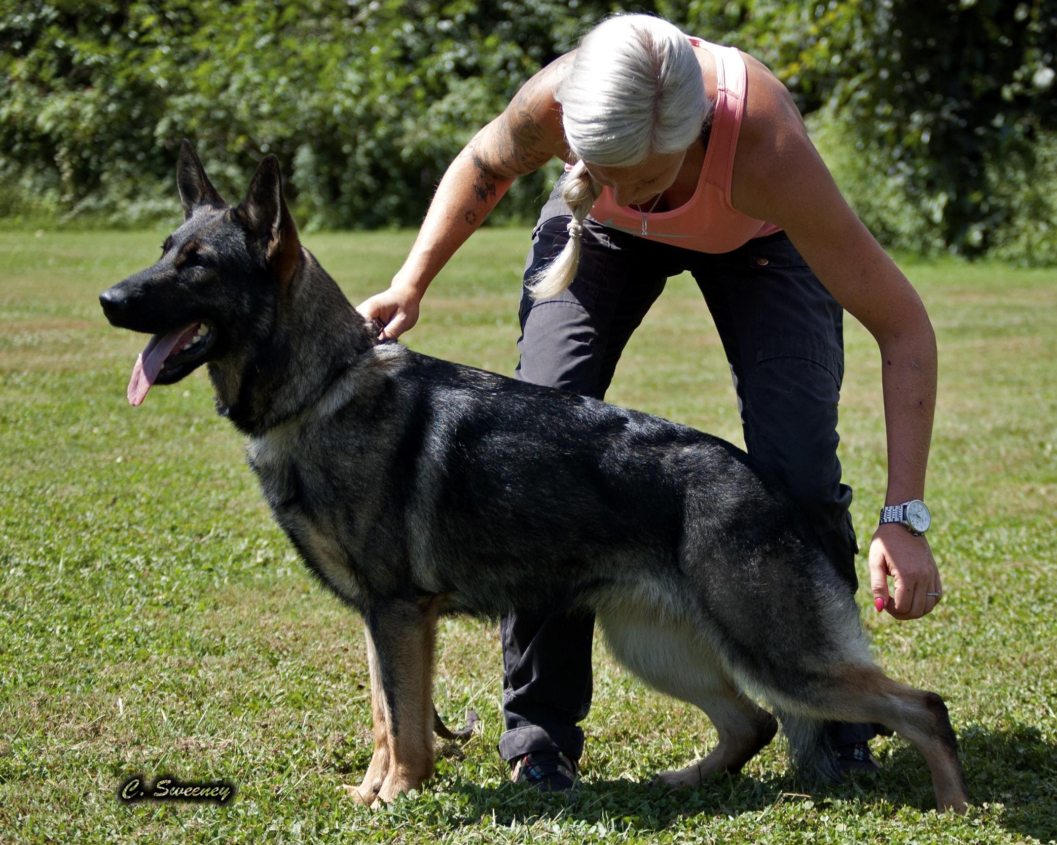 Hohen Klippe German Shepherds in Indiana | German Shepherd puppies ...