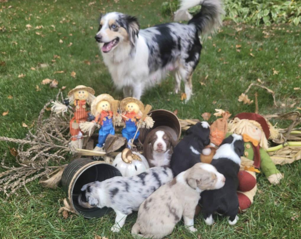 Raylene's Aussies in Minnesota | Miniature Australian Shepherd puppies ...