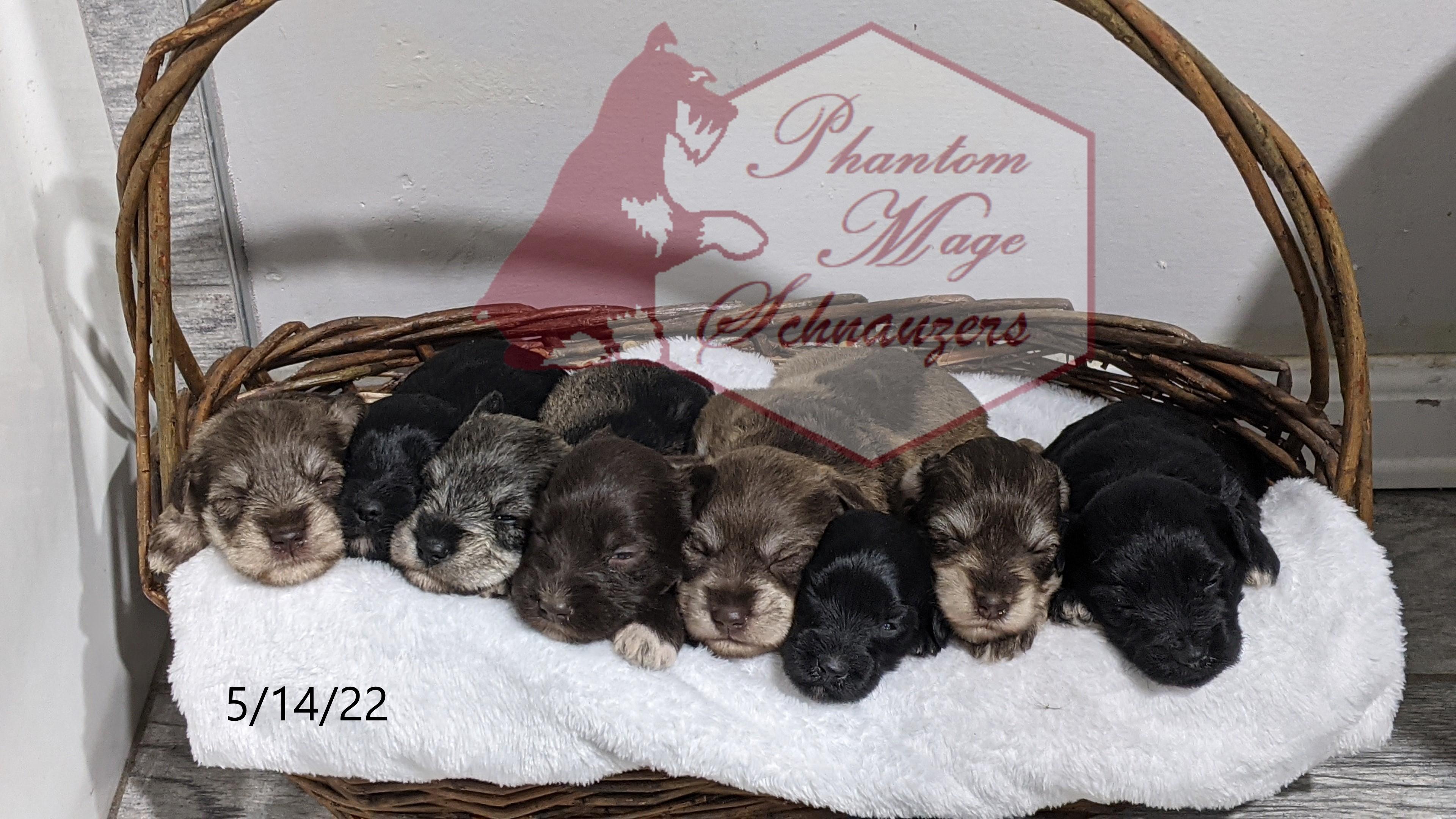 Phantom Mage Schnauzers in Utah | Miniature Schnauzer puppies | Good Dog