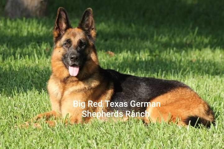 Big Red Texas German Shepherds Ranch in Texas | German Shepherd puppies ...