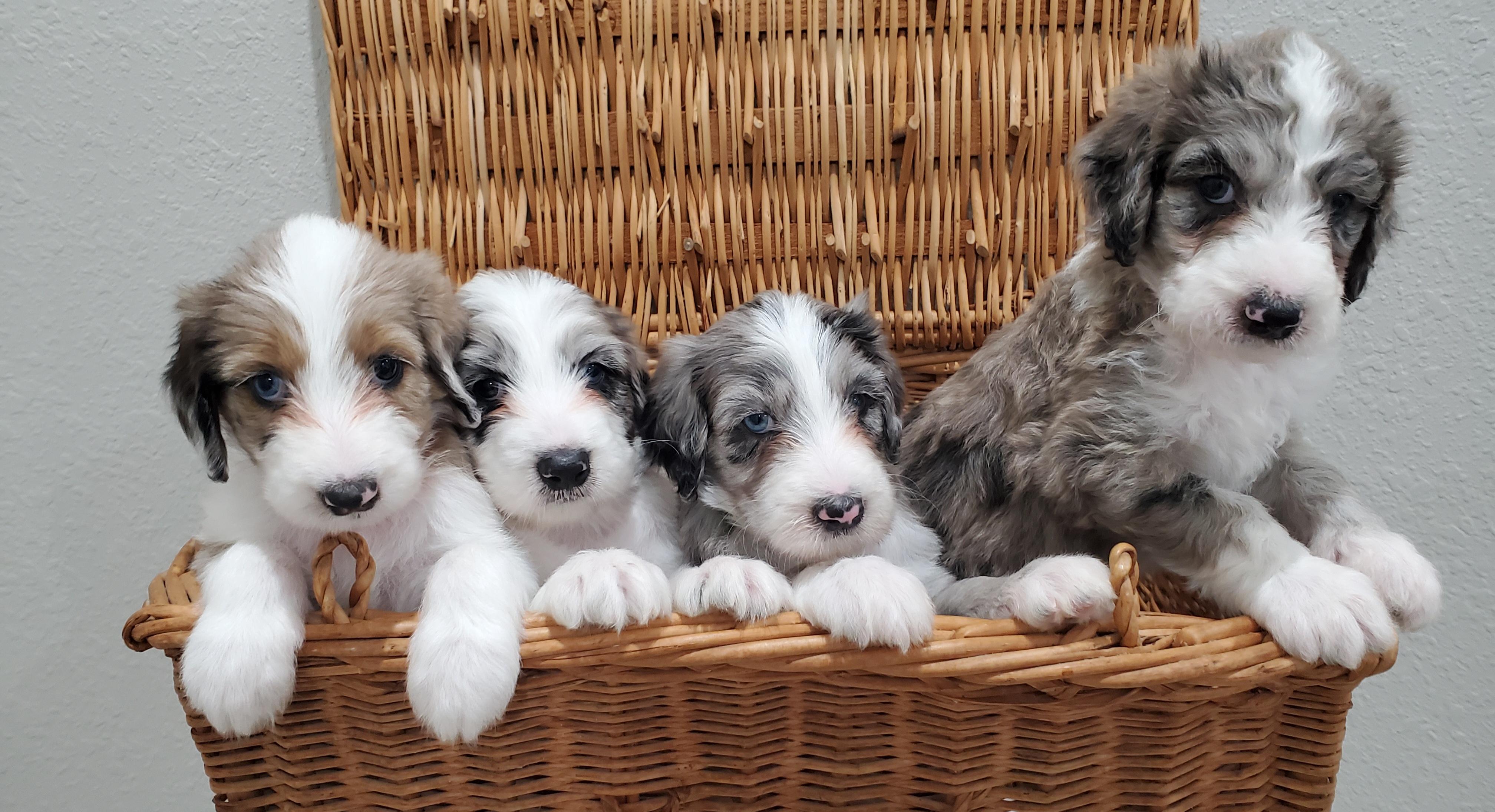 Southwest Florida Doodles in Florida | Aussiedoodle puppies | Good Dog