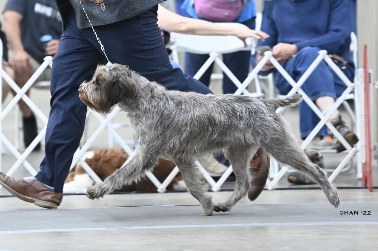 Dead Oak Griffons in California | Wirehaired Pointing Griffon puppies ...