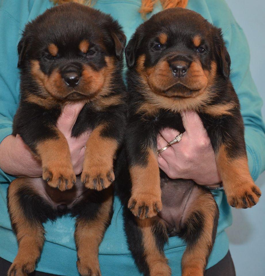 World Class Rottweilers And French bulldogs in New York | Rottweiler ...