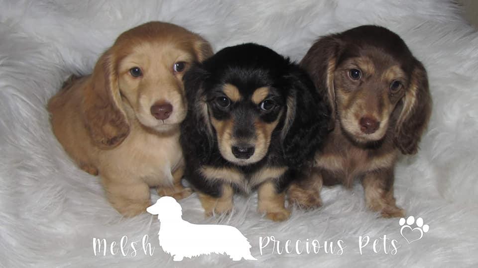 Melsh Precious Pets in Iowa | Dachshund puppies | Good Dog