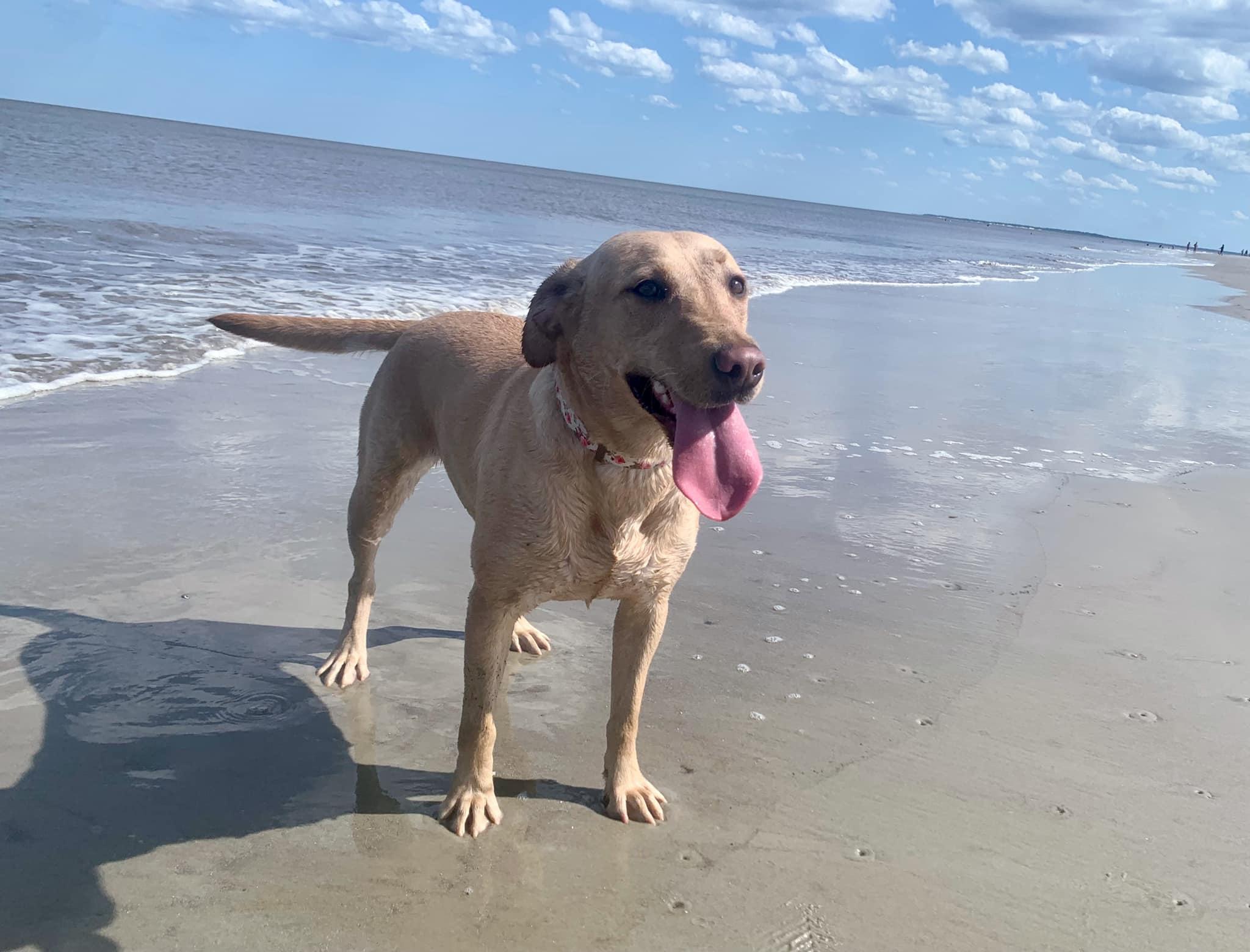 Legendary Labs of California in California | Labrador Retriever puppies ...
