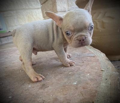 GC Bulldogs in Texas | French Bulldog puppies | Good Dog