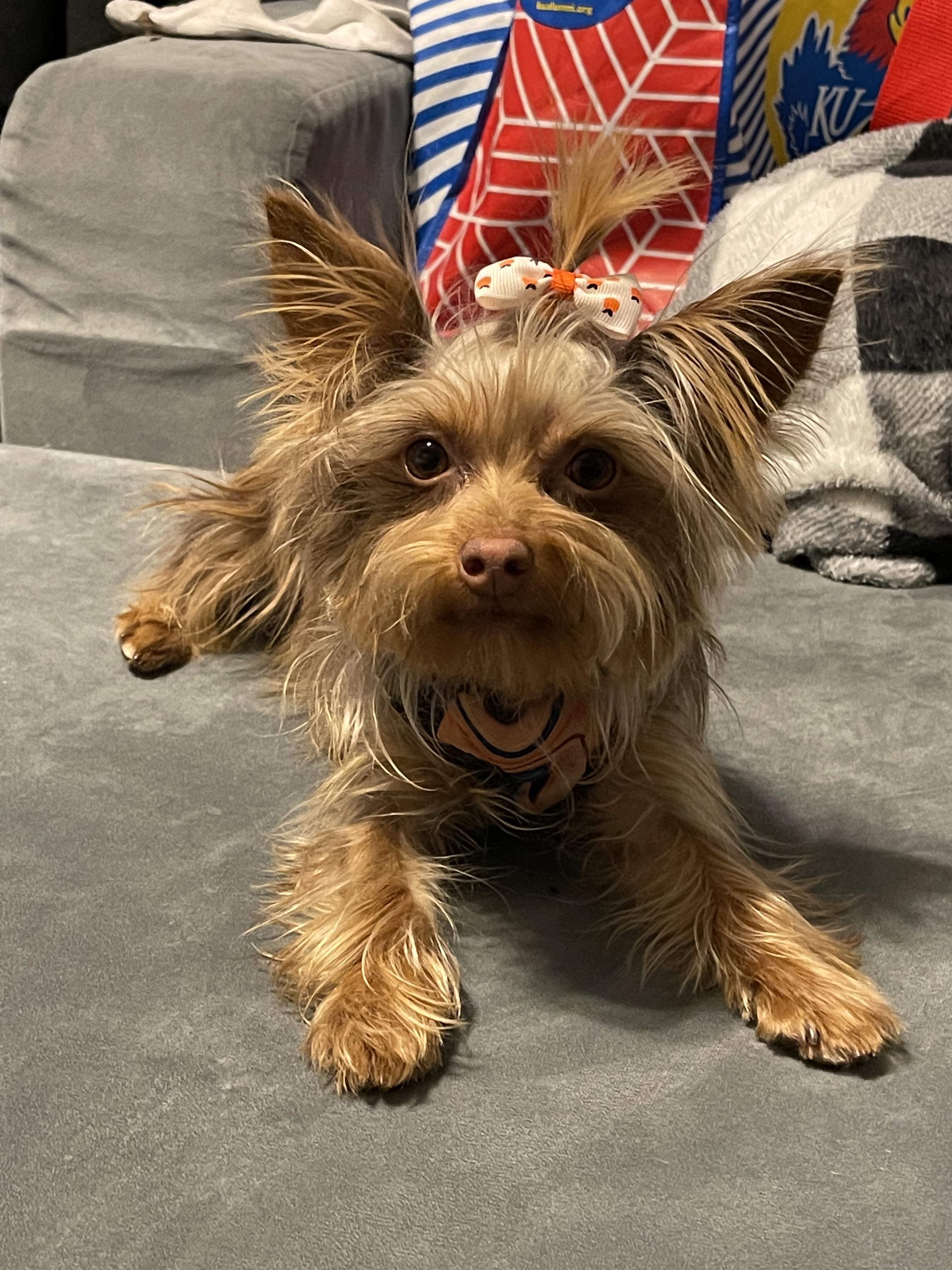 Rock City Yorkies in Kansas | Yorkshire Terrier puppies | Good Dog
