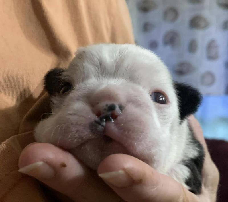 Little Rascals in Florida | Boston Terrier puppies | Good Dog