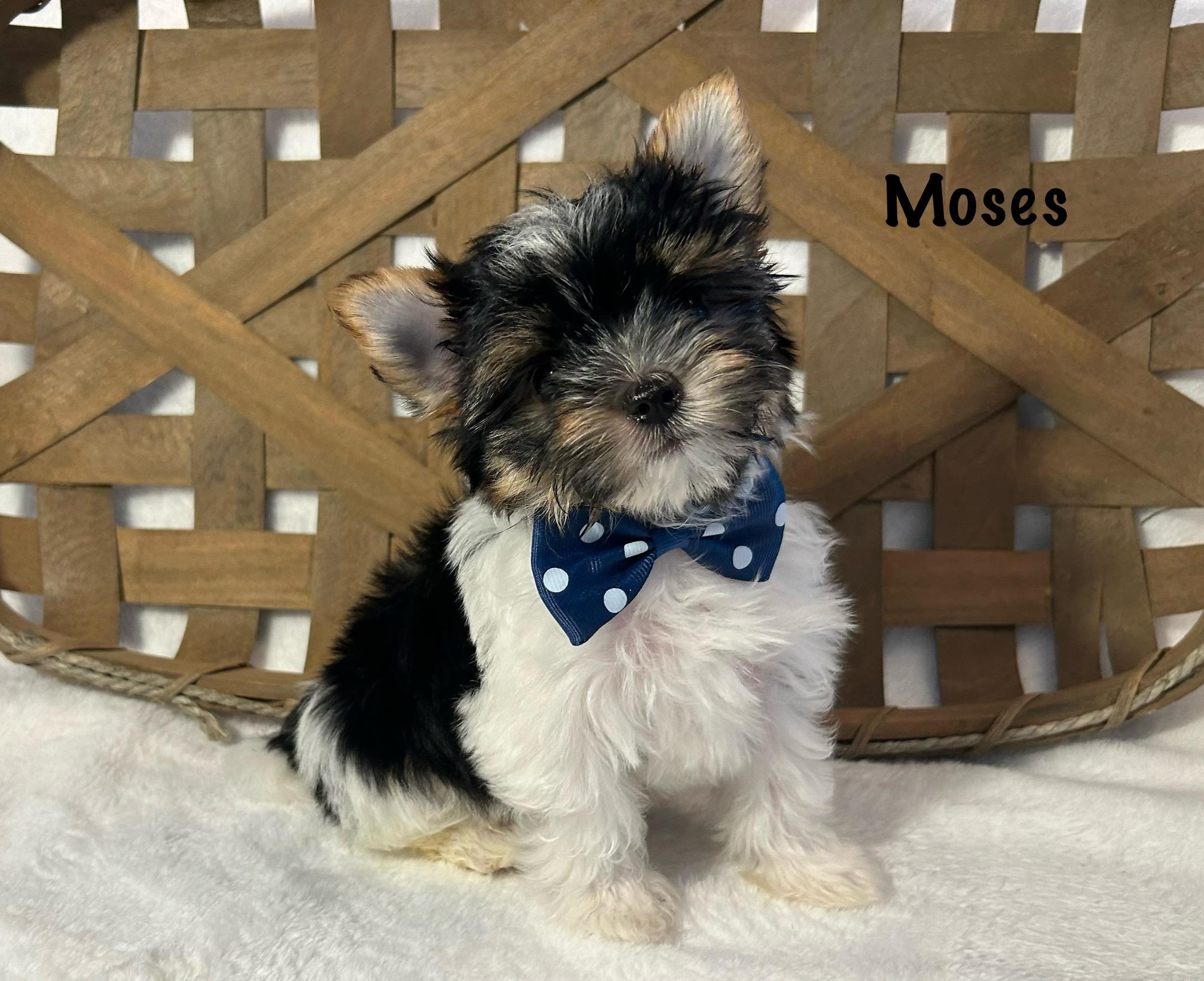 Alpha Tiny Paws in Georgia | Biewer Terrier and Poodle puppies | Good Dog