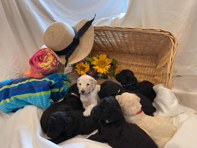 Elysian Poodles in California | Poodle puppies | Good Dog