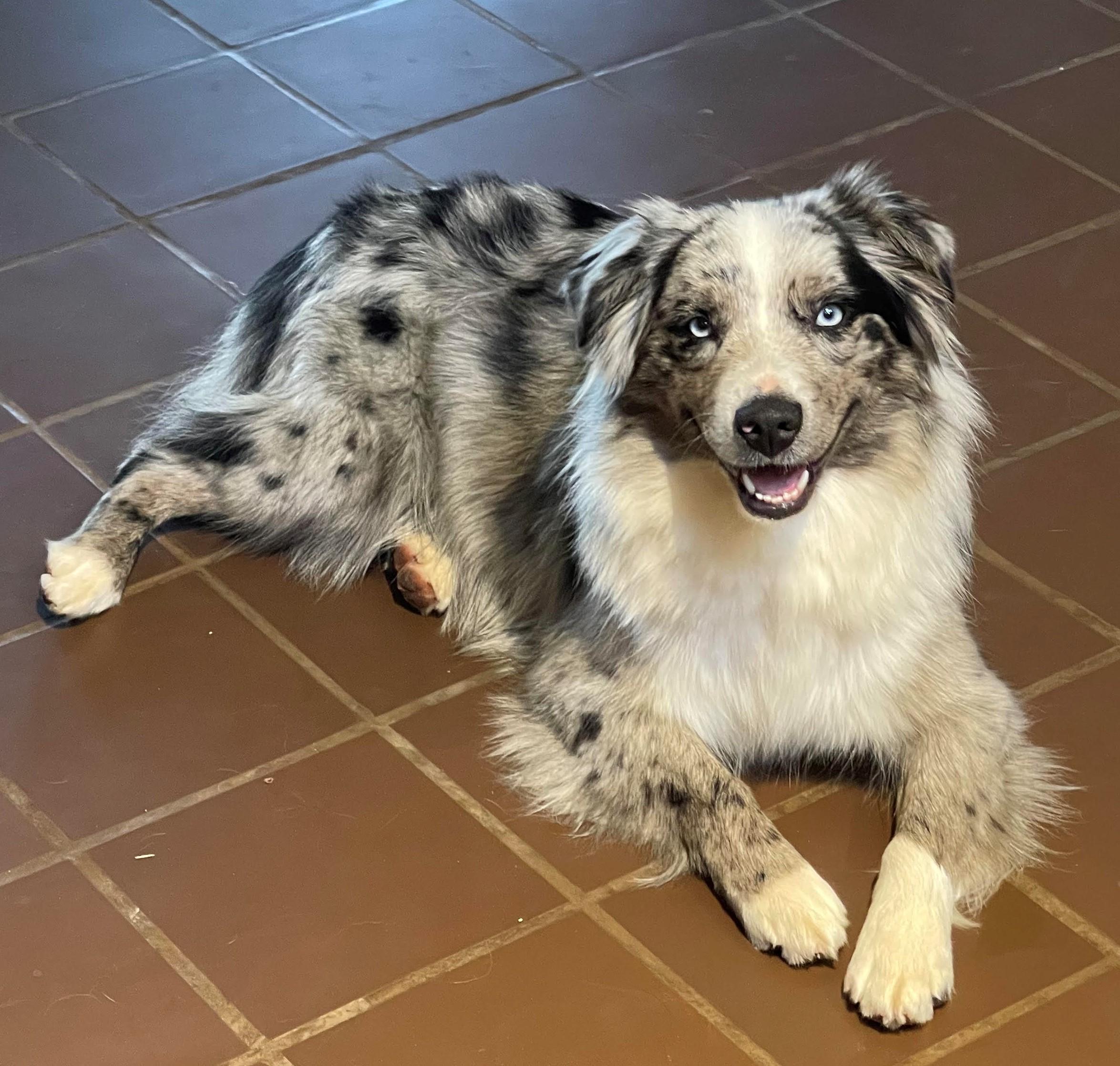 Flying S Aussies in Texas | Australian Shepherd and Miniature ...