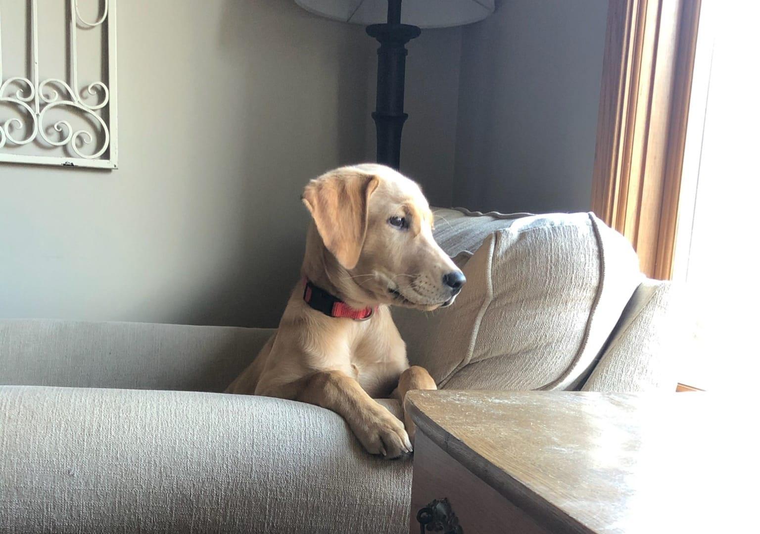 Rockin' G Retrievers in Kansas | Labrador Retriever puppies | Good Dog